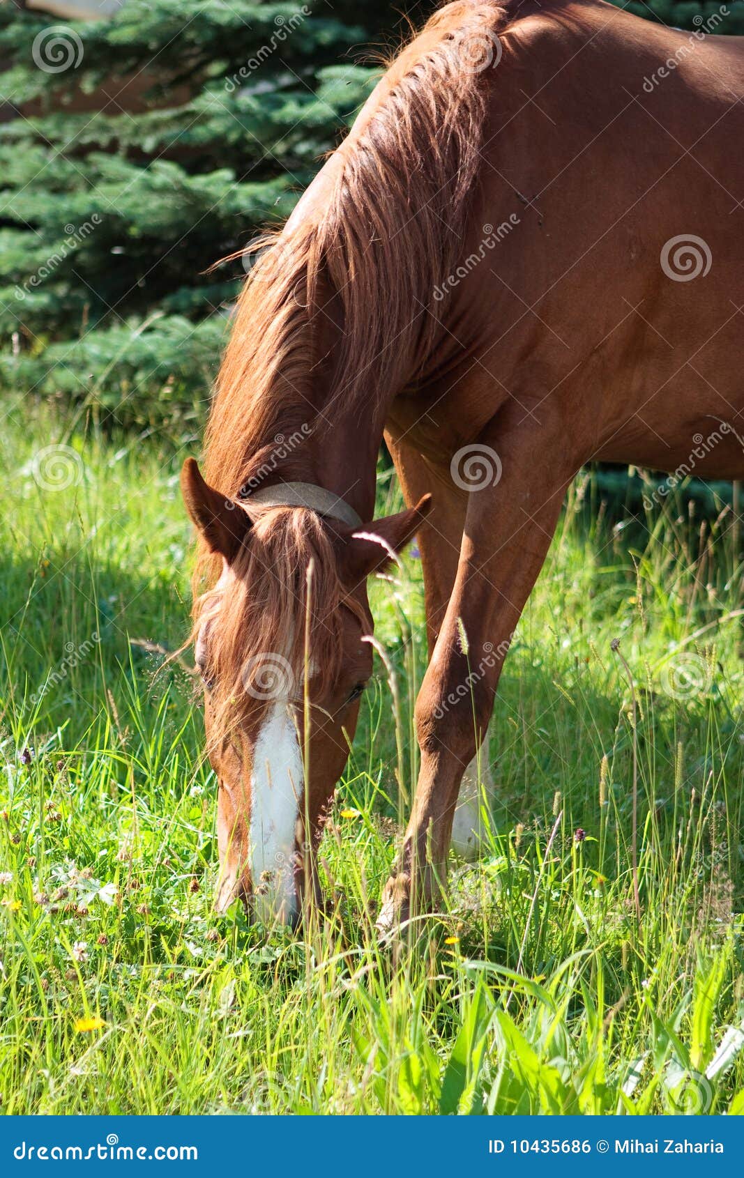 Beautiful brown horse stock photo. Image of nature, mammal - 10435686