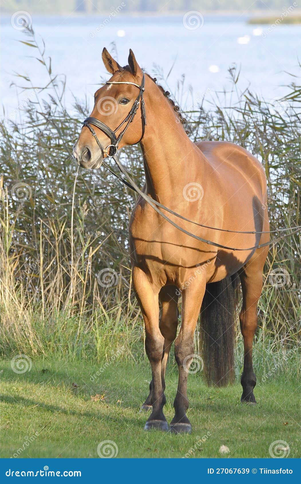 Beautiful Brown Horse stock image. Image of blue, brown - 27067639
