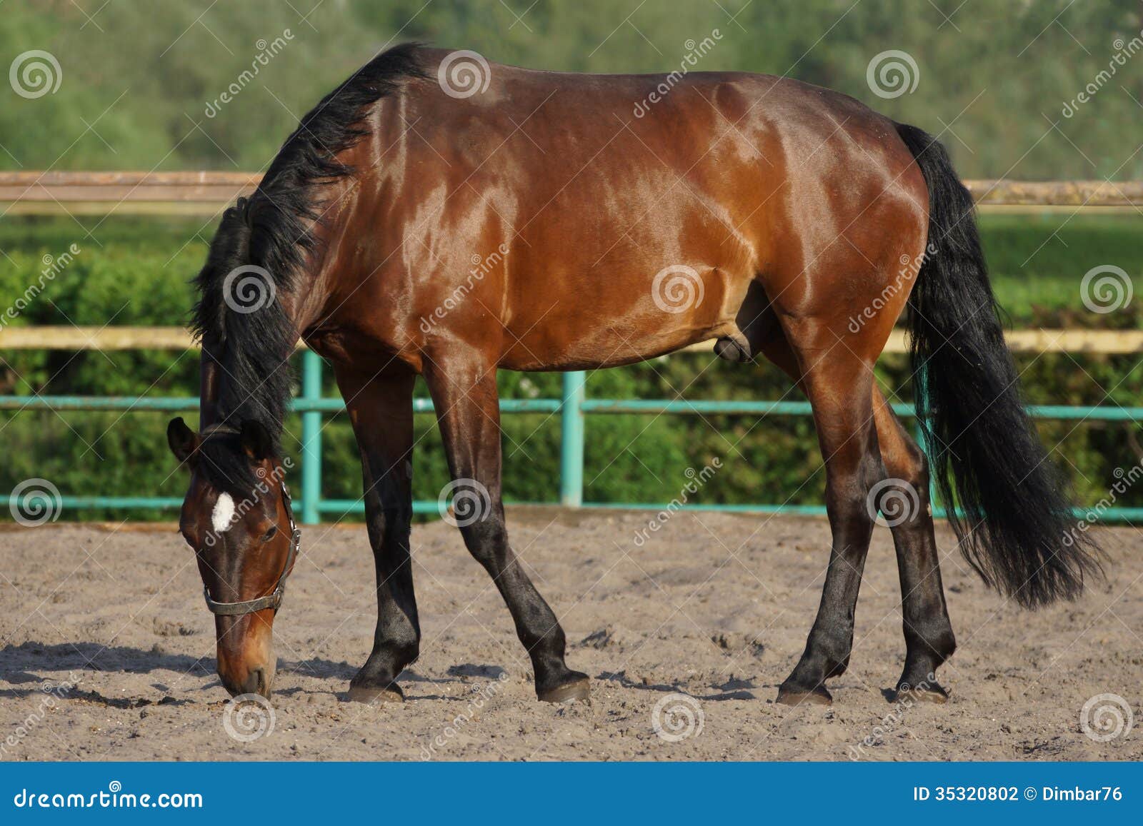 Beautiful Brown Horse in the Paddock Stock Photo - Image of beauty ...