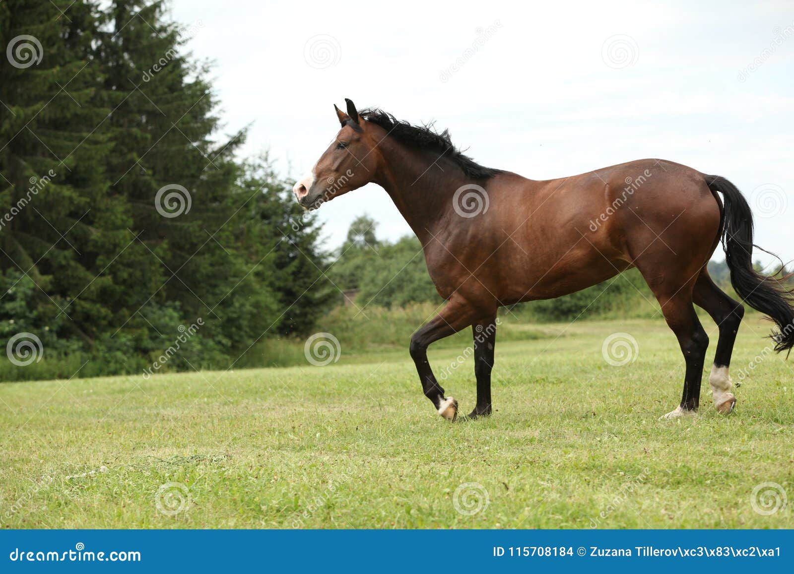 Beautiful Brown Horse Running in Freedom Stock Photo - Image of ...