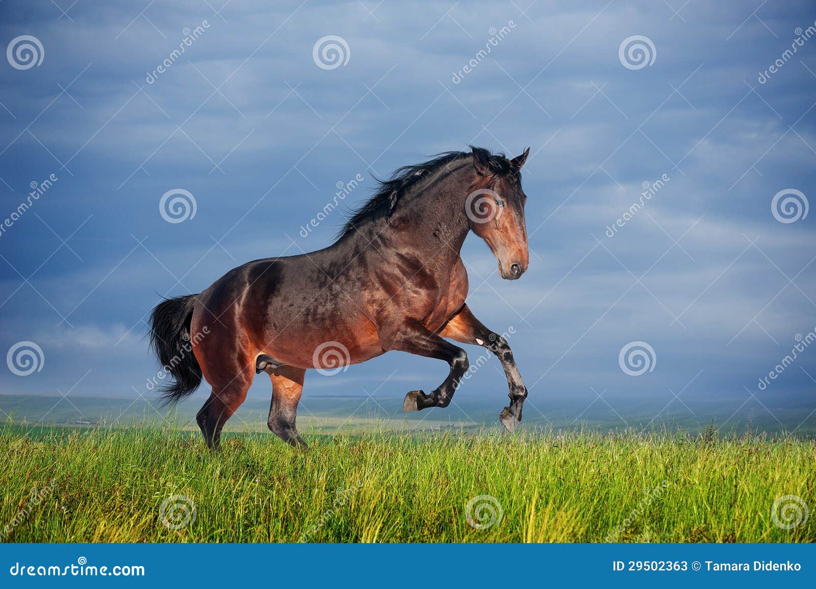 Beautiful Brown Horse Running Gallop Stock Image - Image of mammal ...