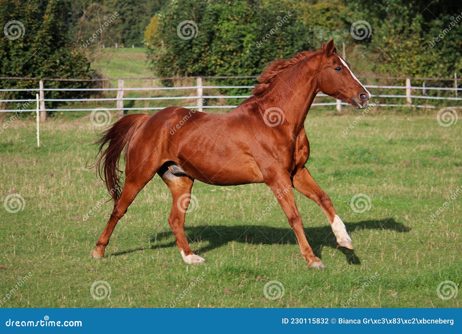 A Beautiful Brown Horse is Running on the Paddock Stock Photo - Image ...