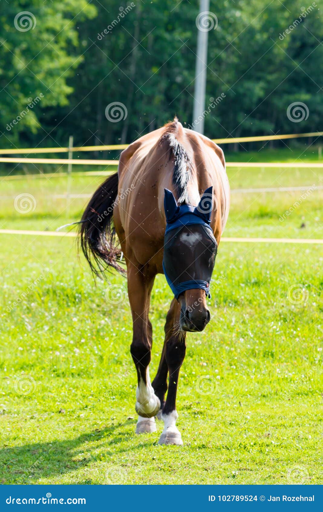 Beautiful Brown Horse Running in Pasture Stock Photo - Image of meadow ...