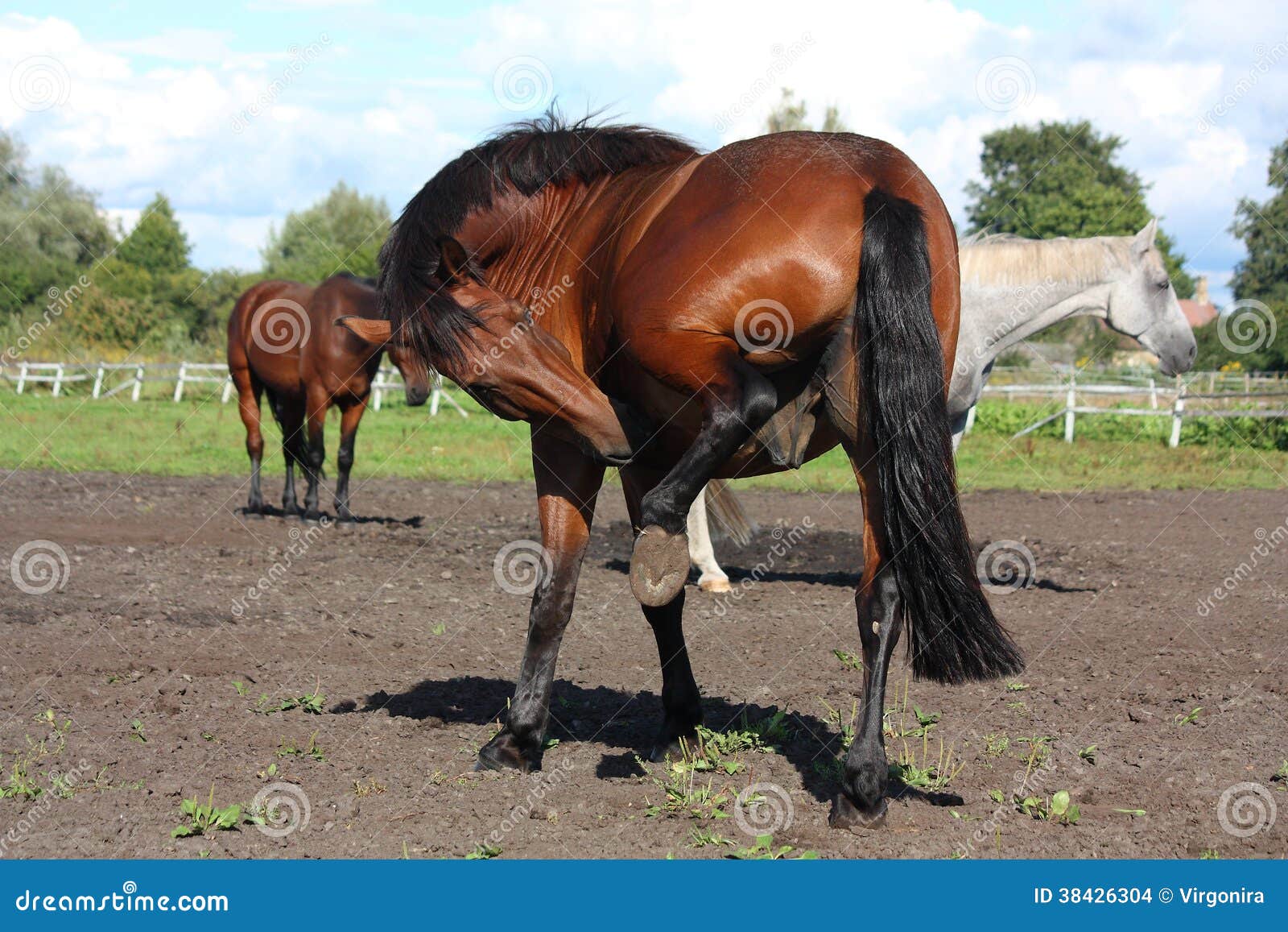 Beautiful Brown Horse Scratching Itself Stock Photo - Image of bite ...