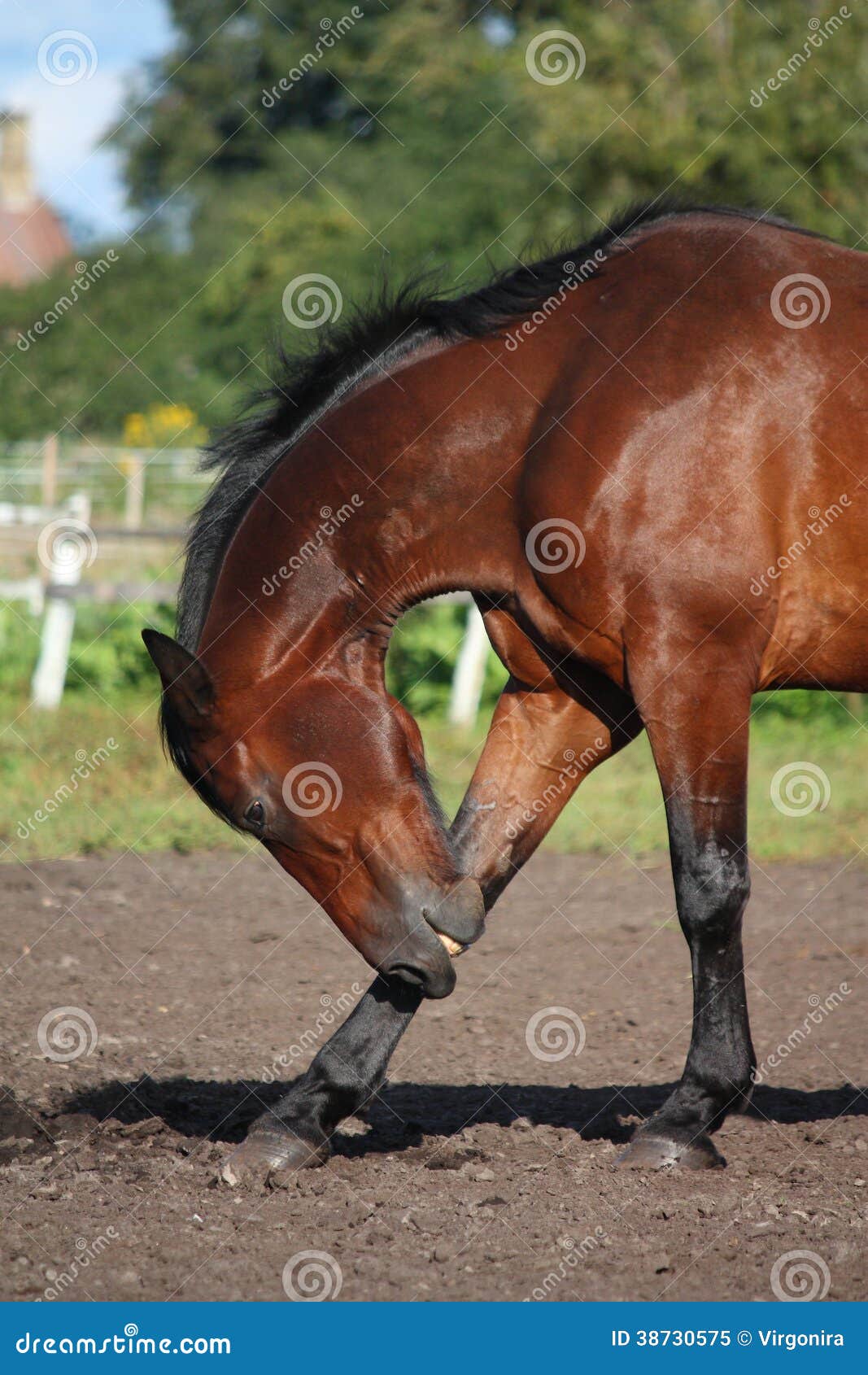 Beautiful Brown Horse Scratching Itself Stock Image - Image of paddock ...