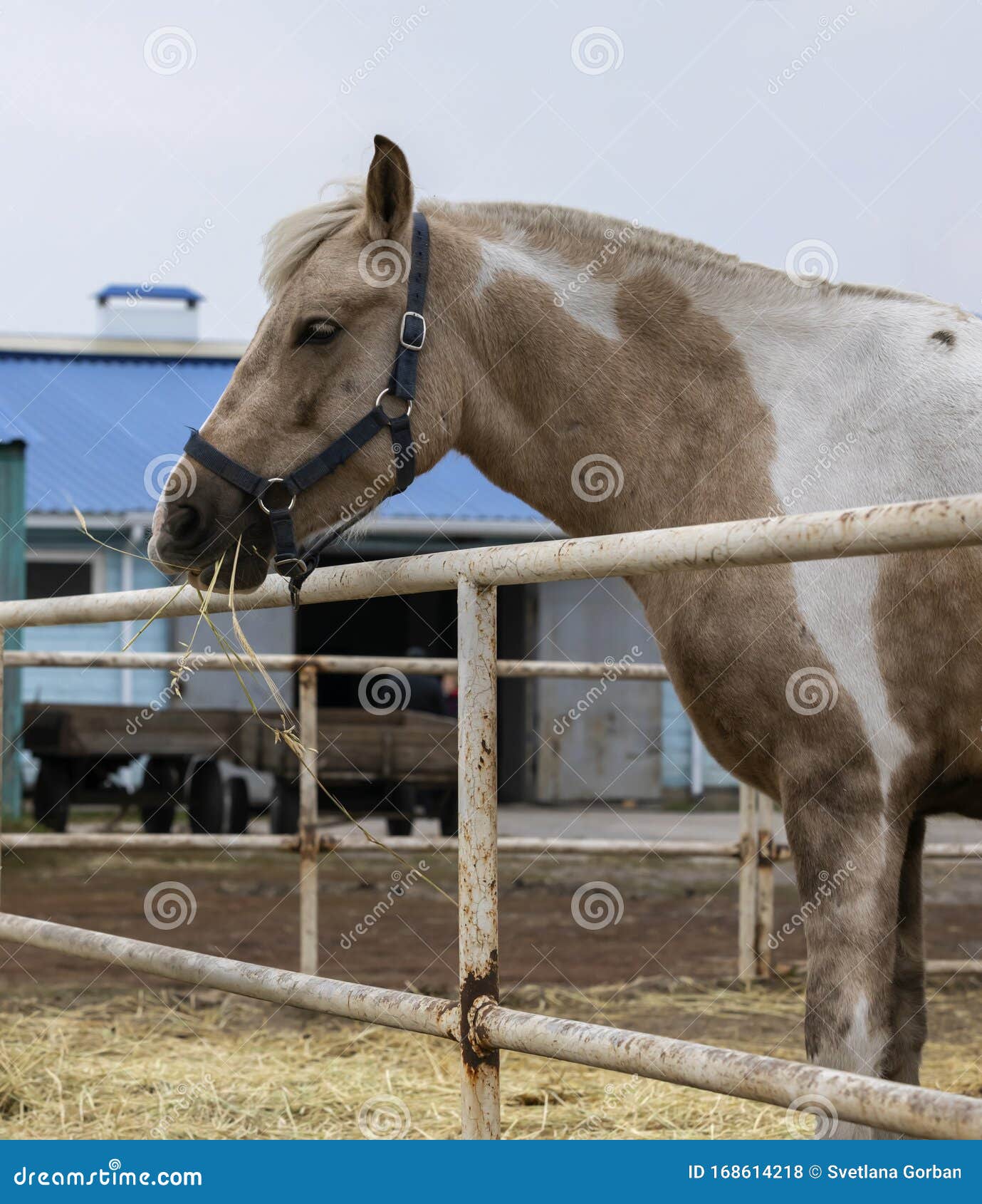 Horse in the paddock. stock photo. Image of fence, grazing - 168614218