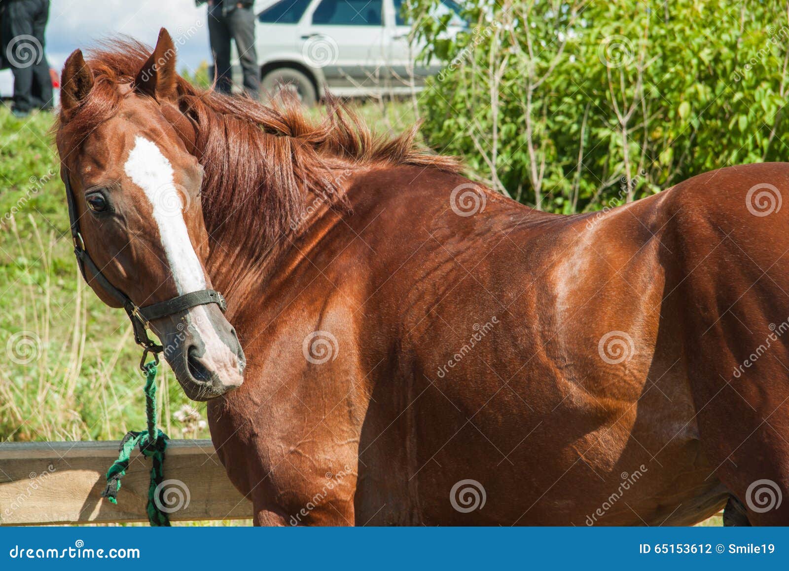 Beautiful brown hourse. stock photo. Image of hourse - 65153612
