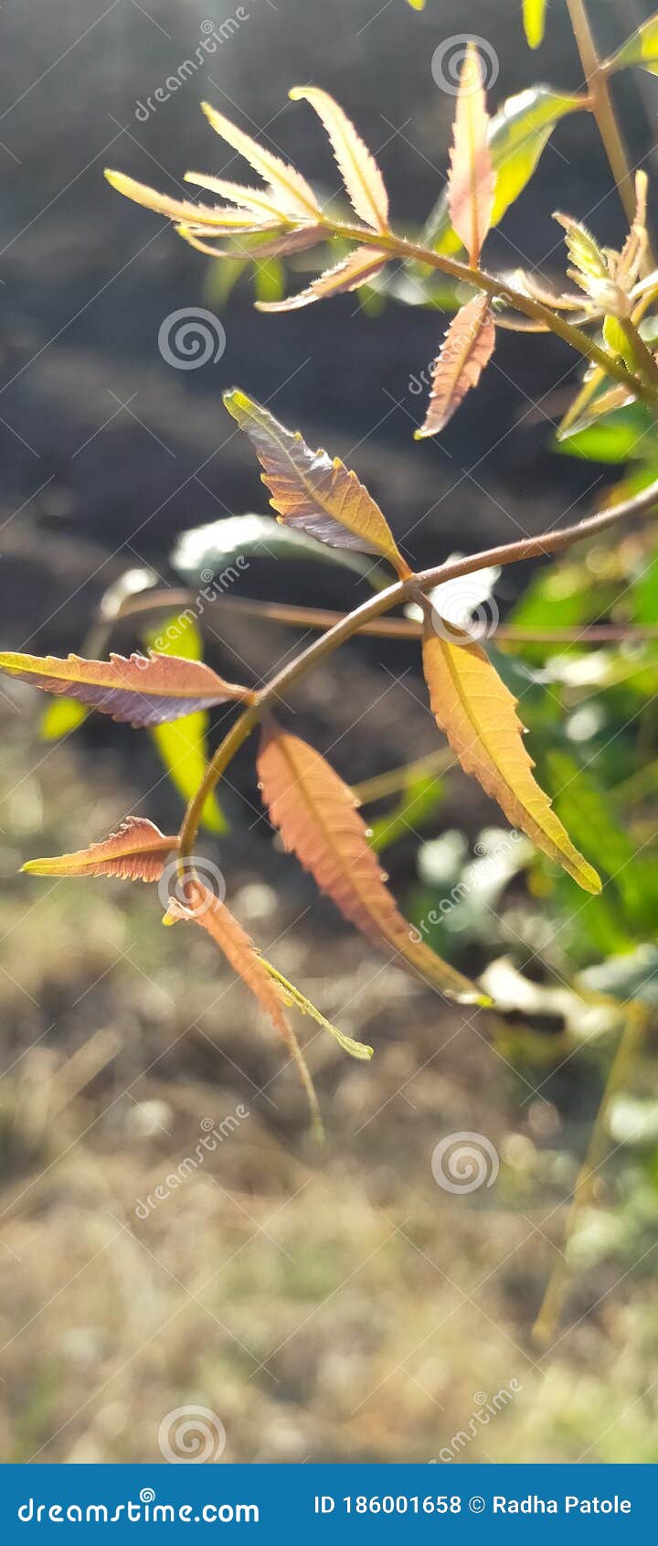 Beautiful Brown Leaflets of Neem Tree Stock Photo - Image of blossom ...
