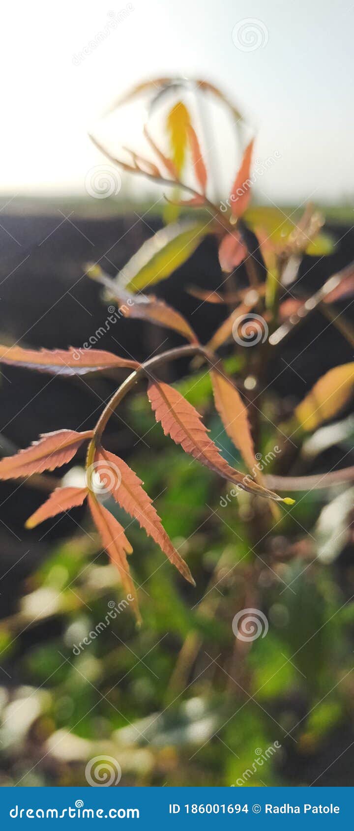 Beautiful Brown Leaflets of Neem Tree Stock Photo - Image of wildflower ...