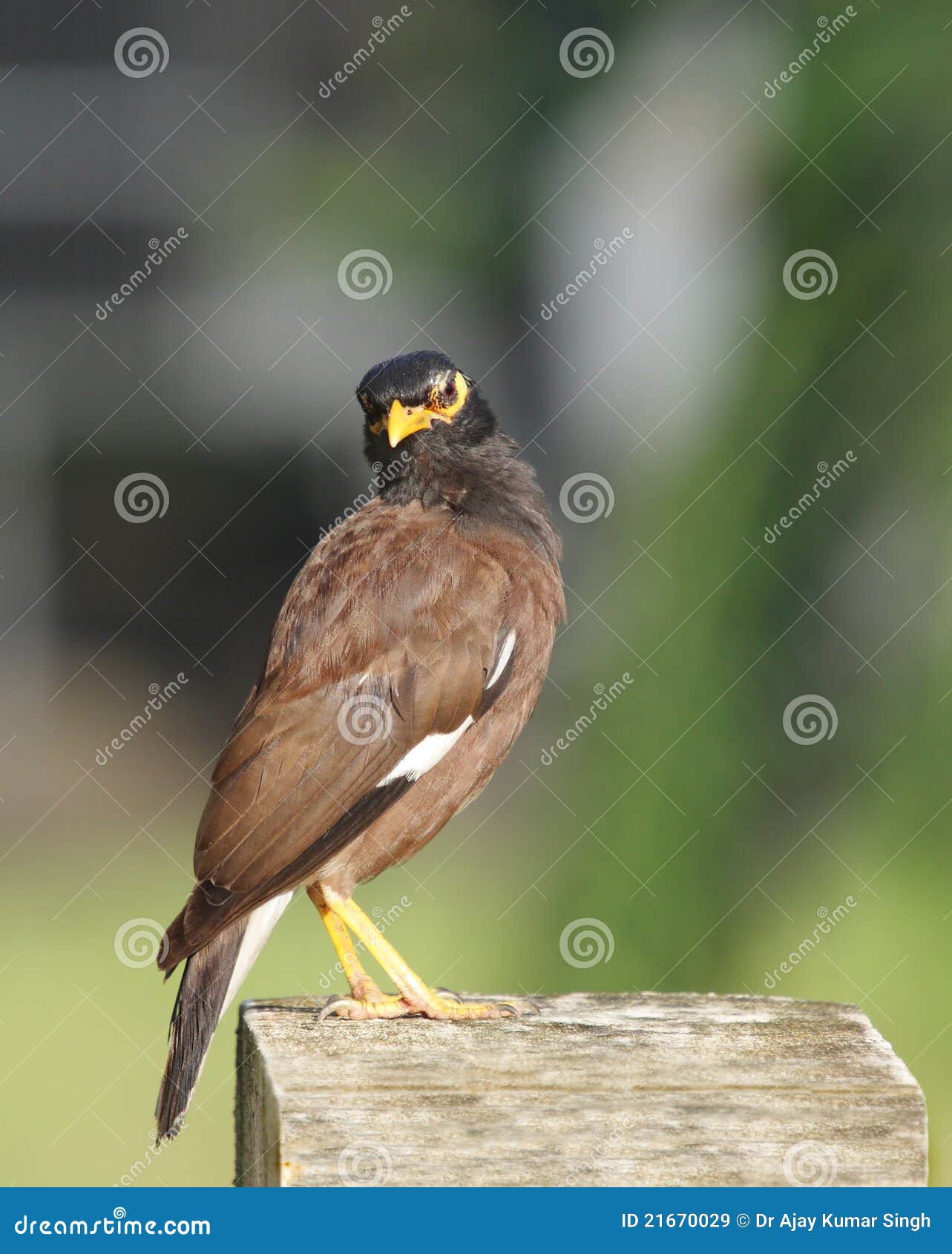 Beautiful Brown Mayna Looking Towards Camera Stock Image - Image of ...