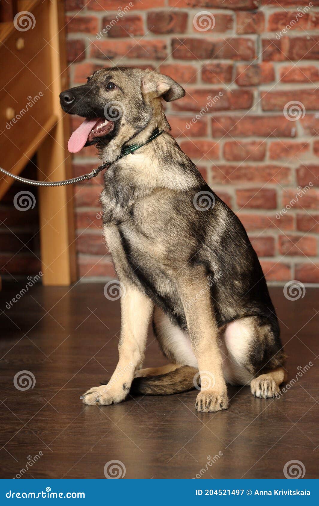 Beautiful Brown Mongrel Dog Close Up Stock Image - Image of friendship ...