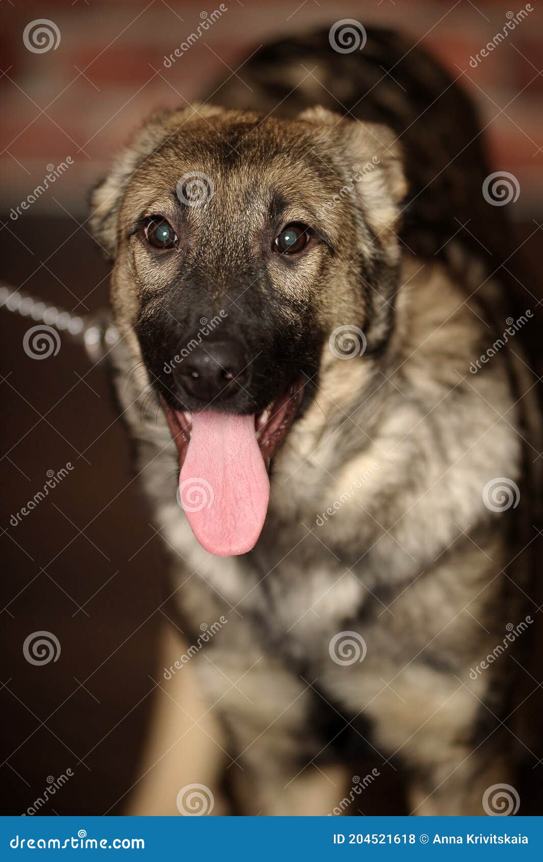 Beautiful Brown Mongrel Dog Close Up Stock Photo - Image of looking ...