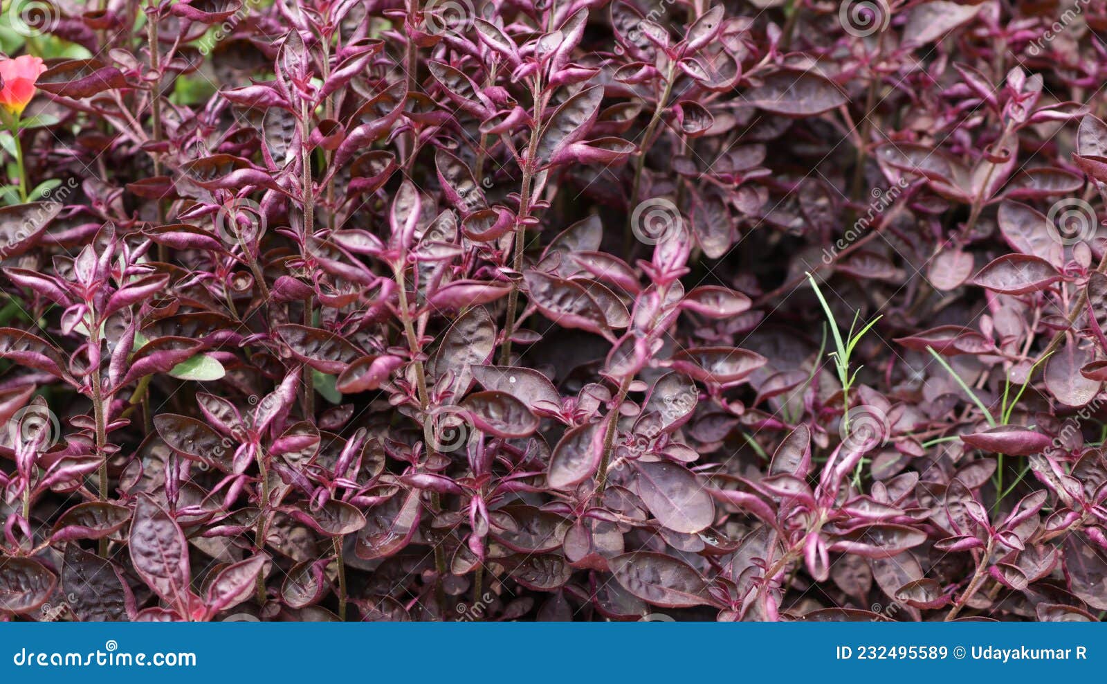 Beautiful Brown Plant it is Very Beautiful Natural Environment Stock ...