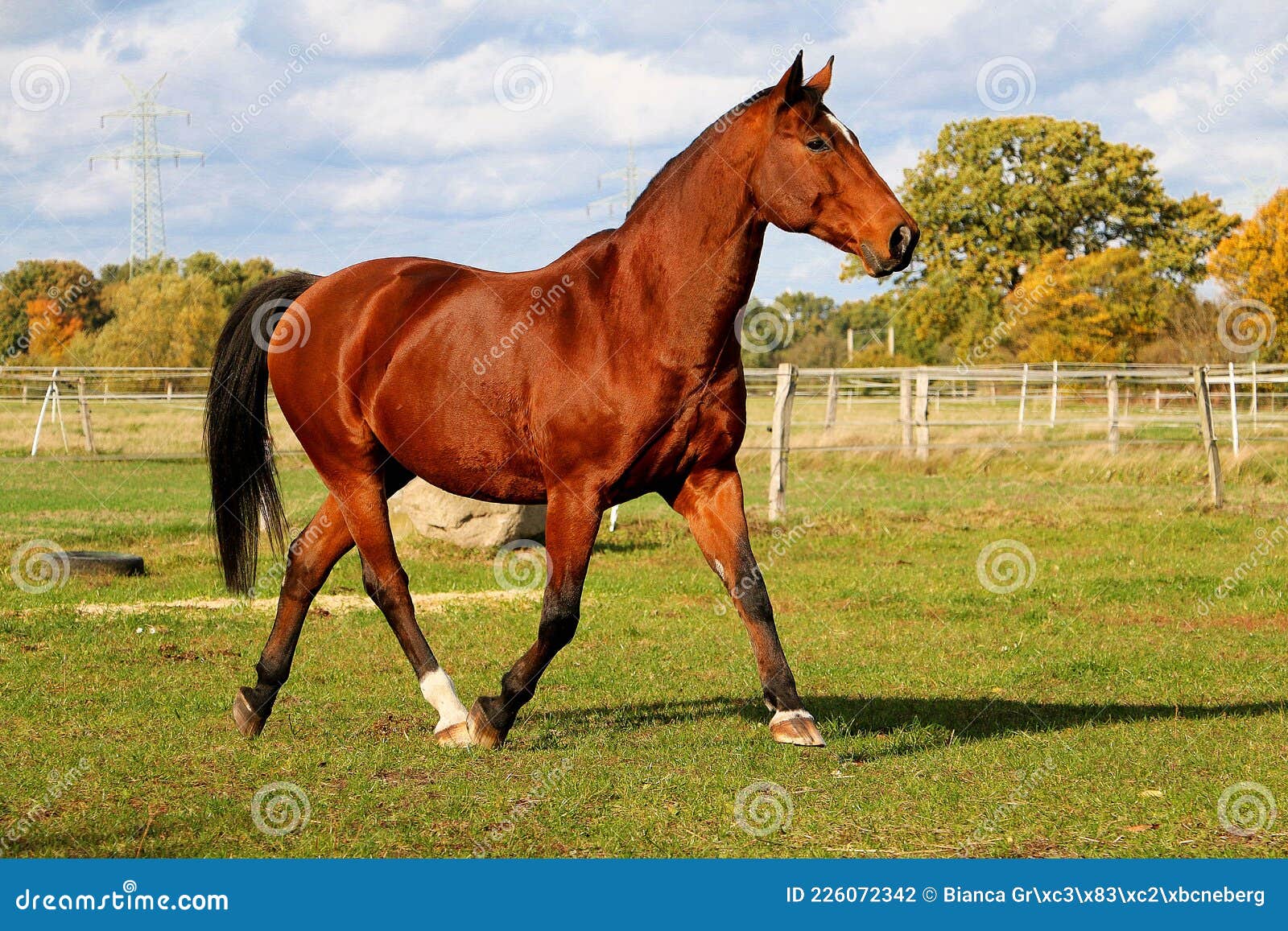 A Beautiful Brown Quarter Horse is Walking on the Paddock Stock Photo ...