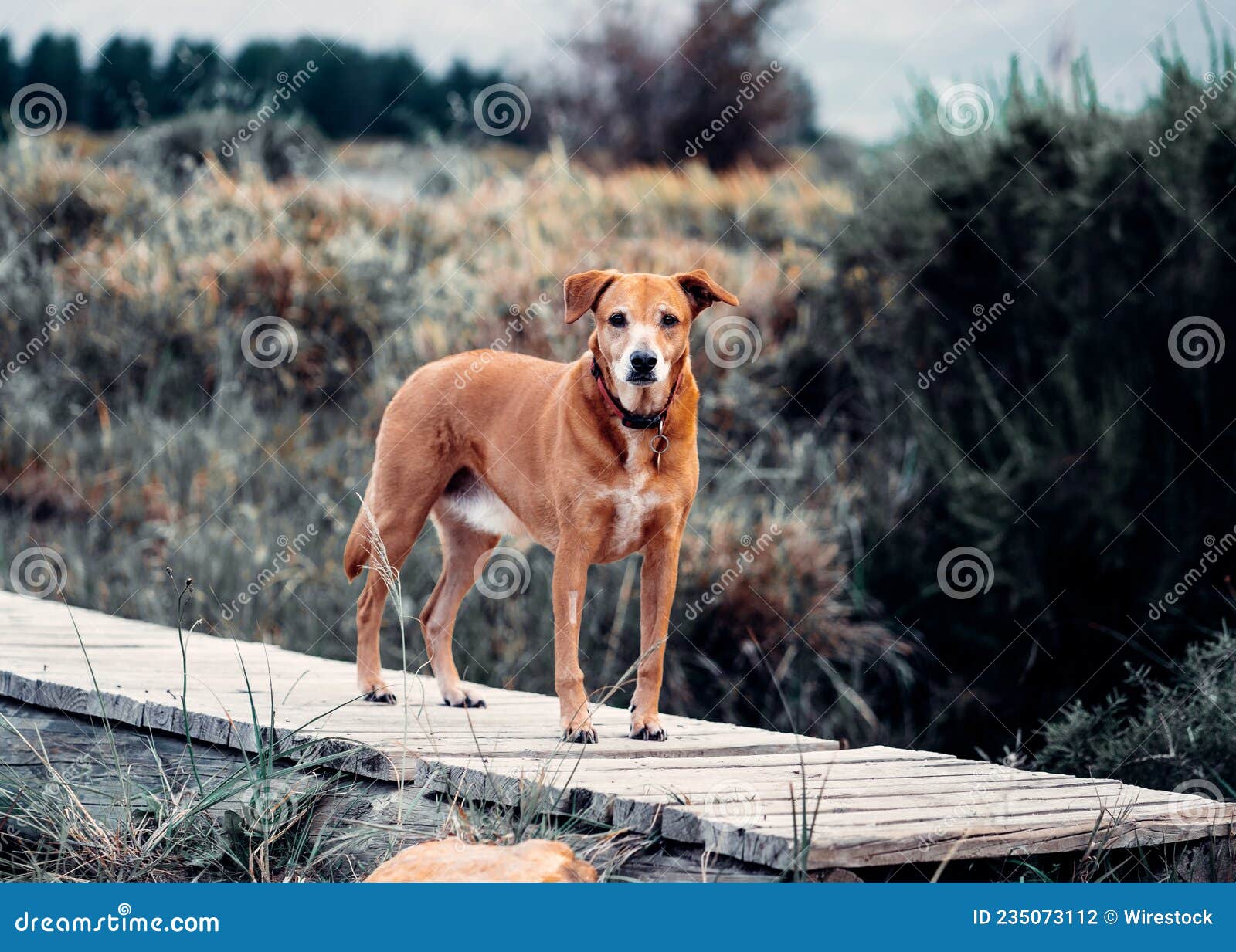 Beautiful Brown Rhodesian Ridgeback Dog Outdoors Stock Photo - Image of ...