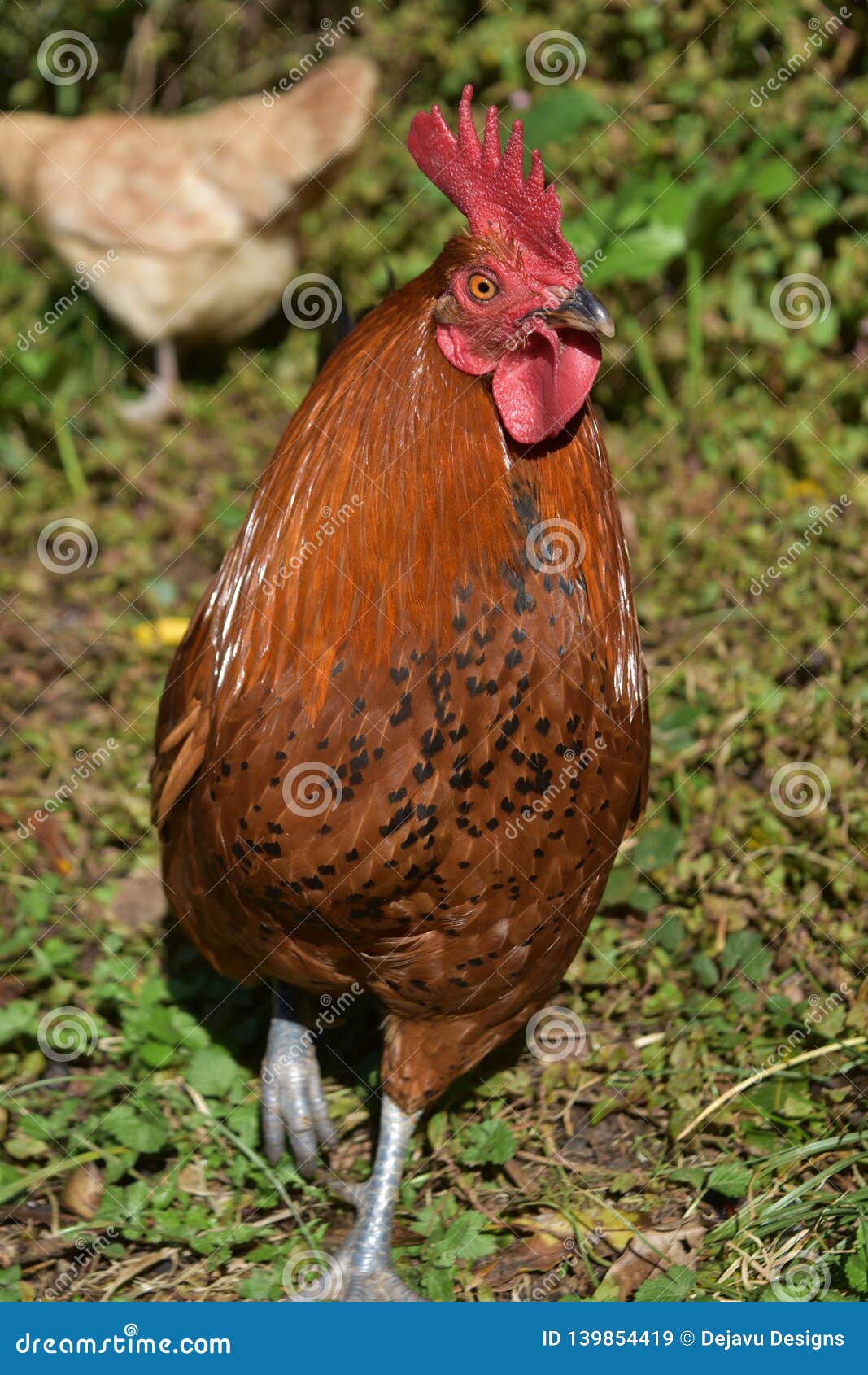 Beautiful Brown Rooster with Black Flecks on His Feathers Stock Image ...