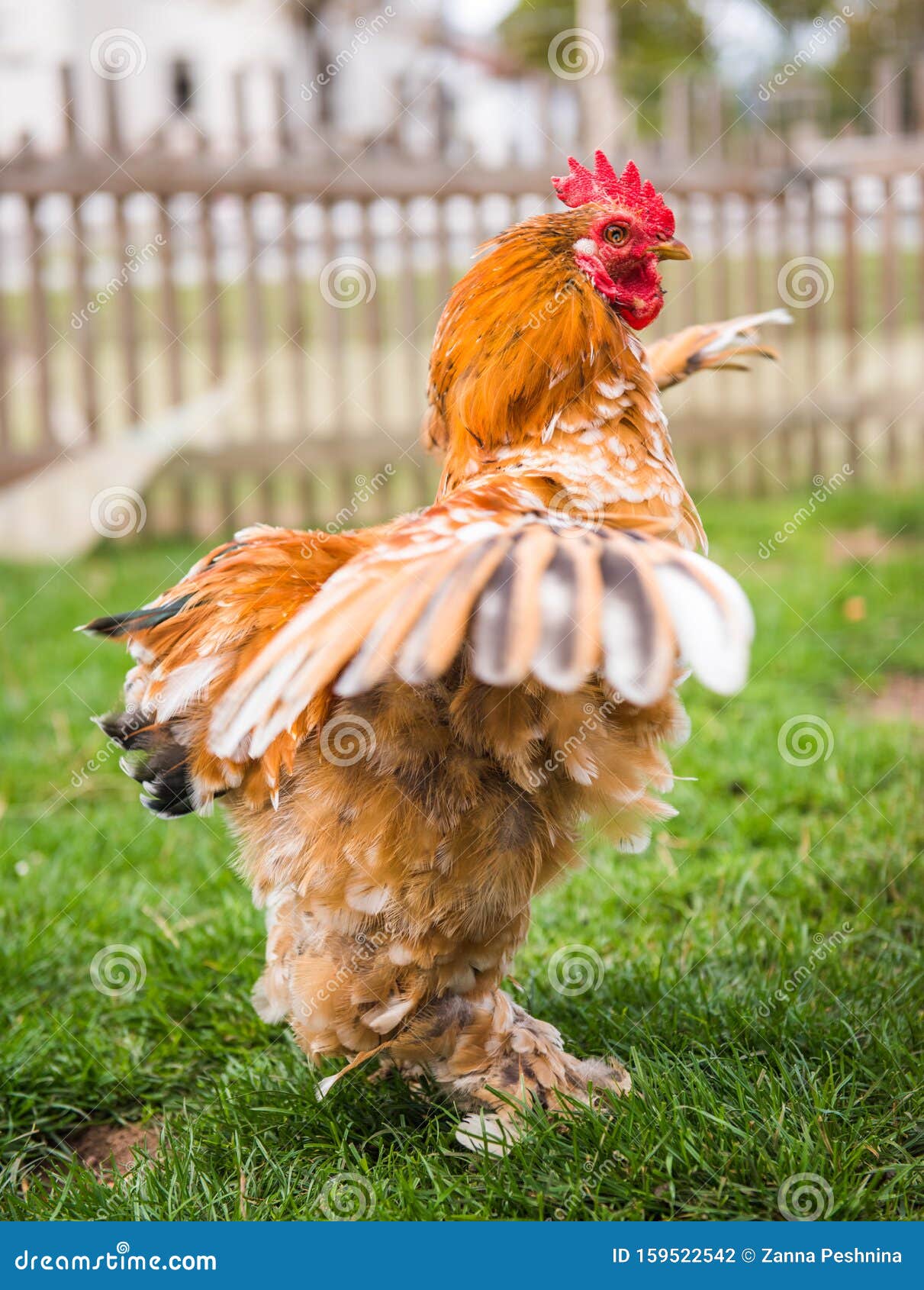 Brown Rooster Flapping Its Wings on Green Grass Stock Photo - Image of ...