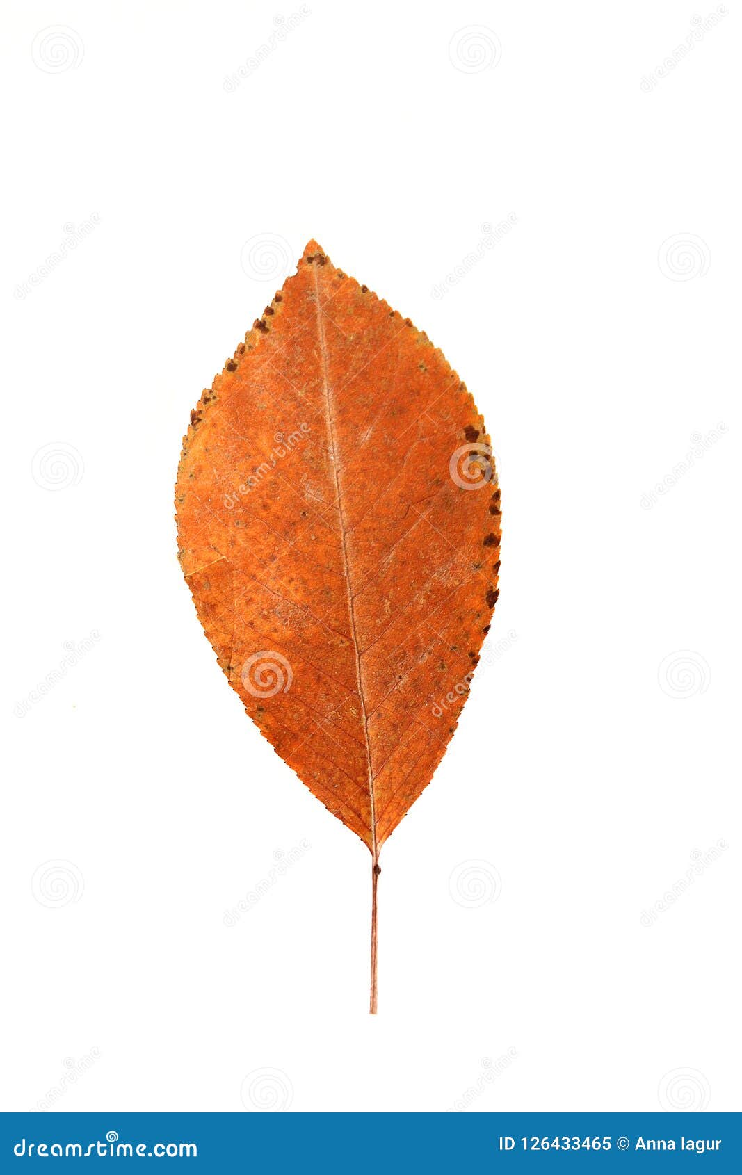 The Beautiful Brown September Leaf Stock Image - Image of brown ...