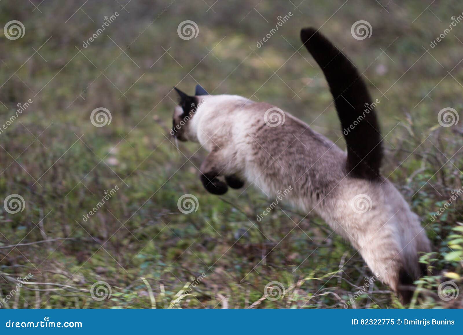Beautiful Brown Siamese Cat Jumping Stock Image - Image of portrait ...