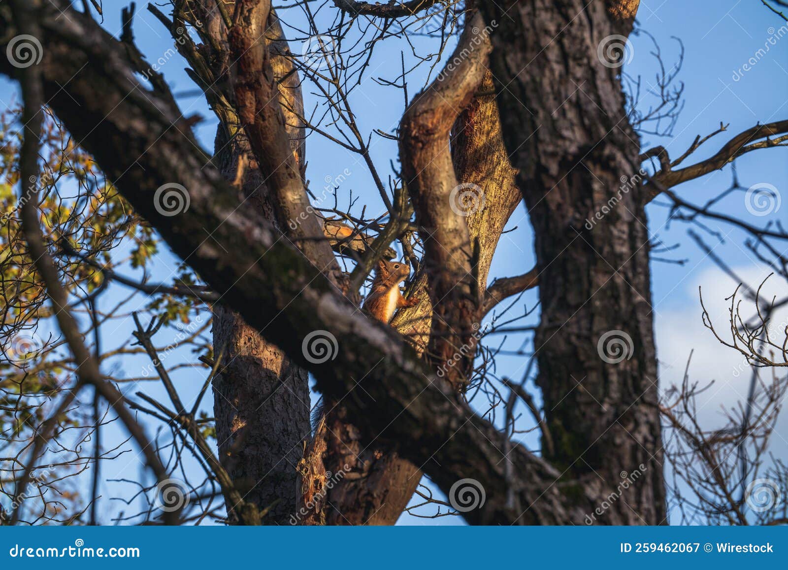 Beautiful Brown Squirrel Hiding in Tree Branches Stock Image - Image of ...
