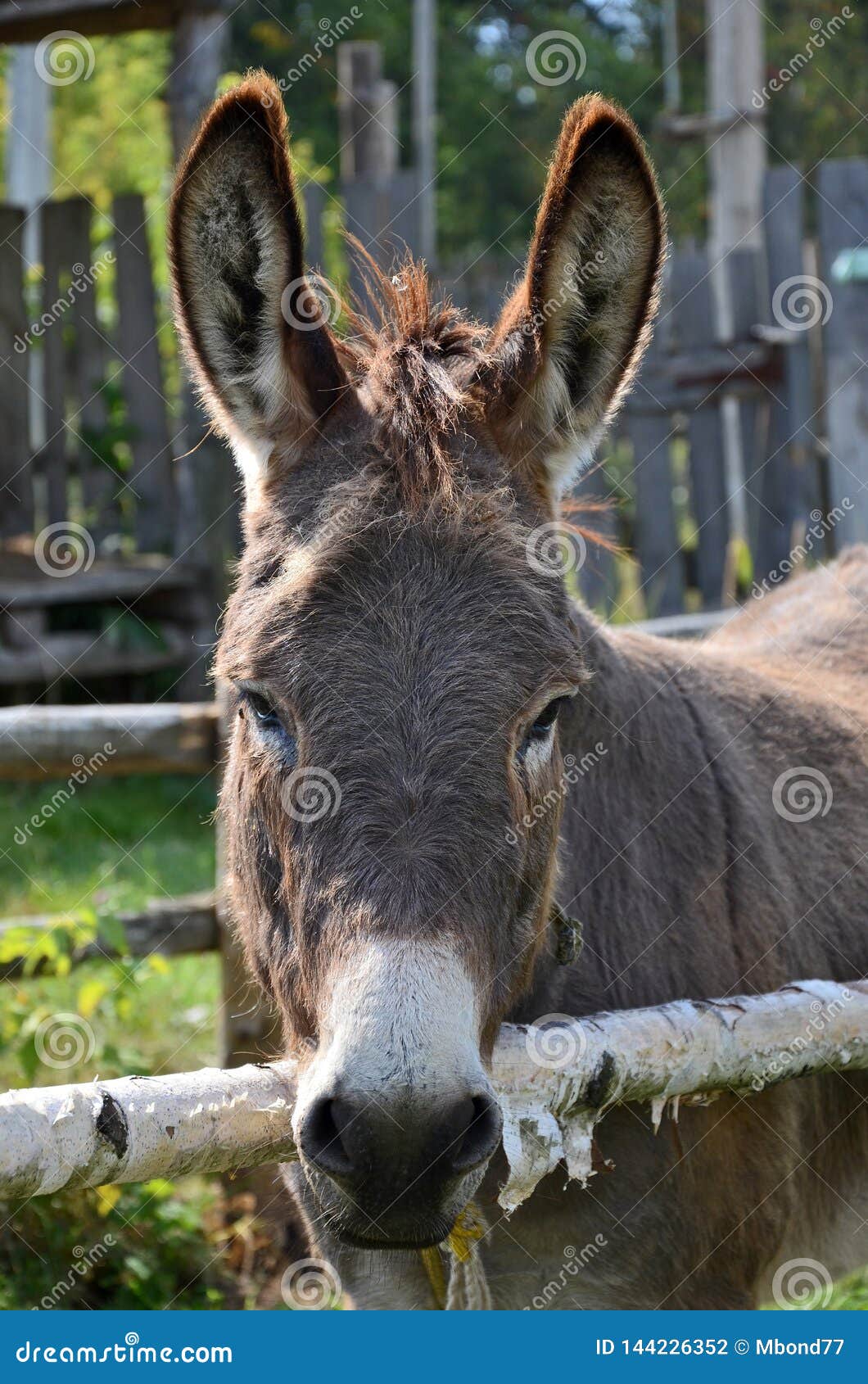 Beautiful Brown Young Donkey on the Farm Stock Photo - Image of funny ...