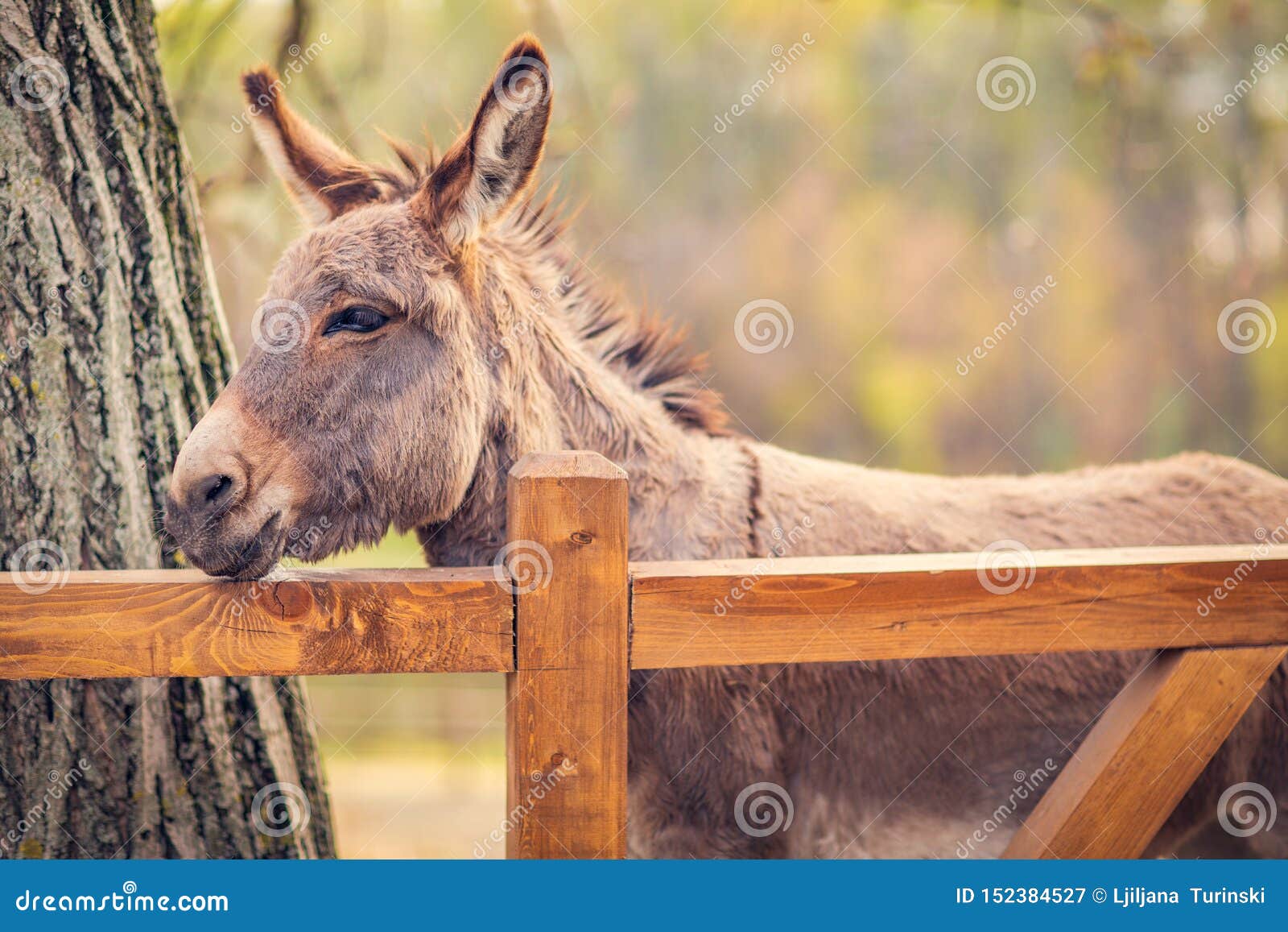 Beautiful Brown Young Donkey Outdoors Stock Image - Image of mammal ...
