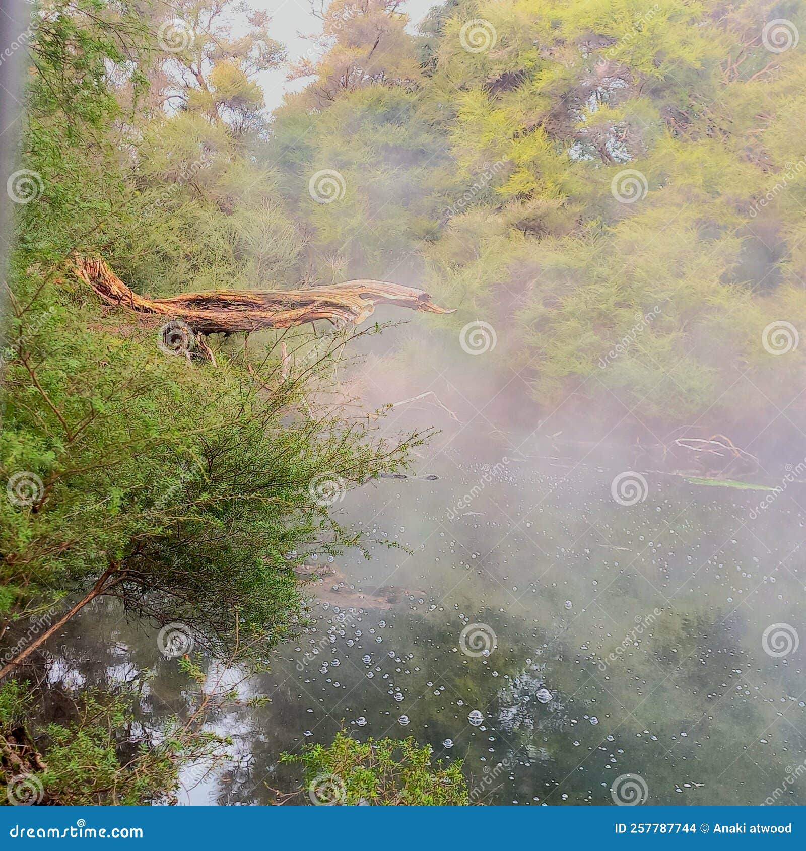 Beautiful Bubbling Water View Stock Photo - Image of reflection, forest ...
