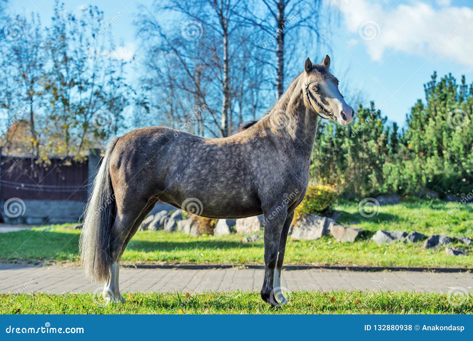 Beautiful Buckskin Welsh Pony Posing in Nice Place Stock Photo - Image ...