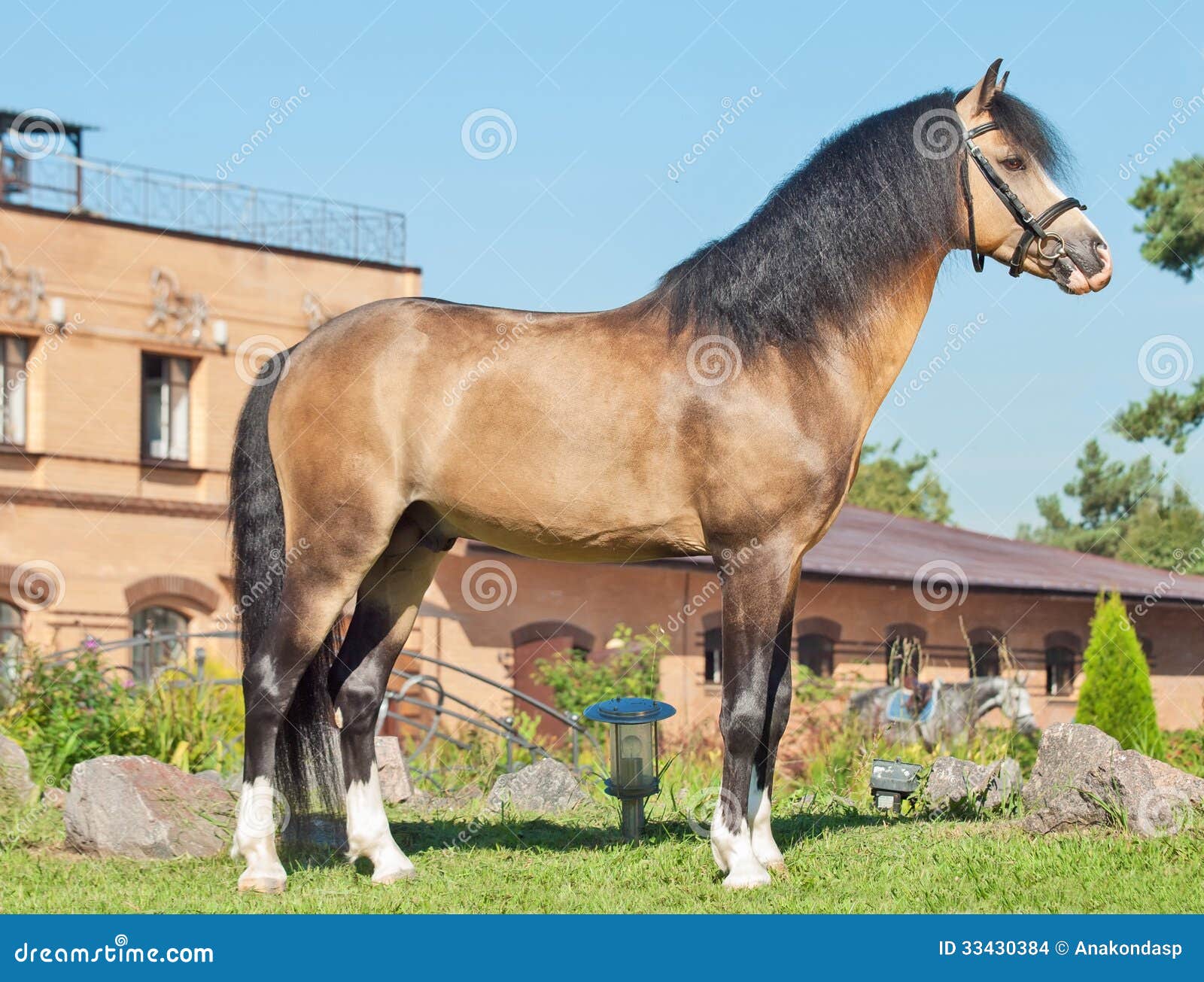 Beautiful Buckskin Welsh Pony Posing In Nice Place Stock Photography ...