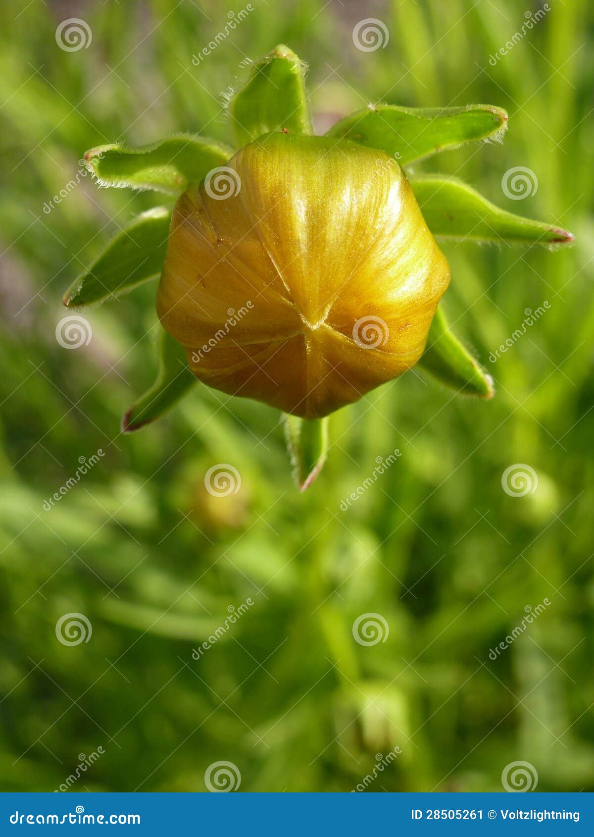 Beautiful Bud stock image. Image of leaf, vibrant, fresh - 28505261