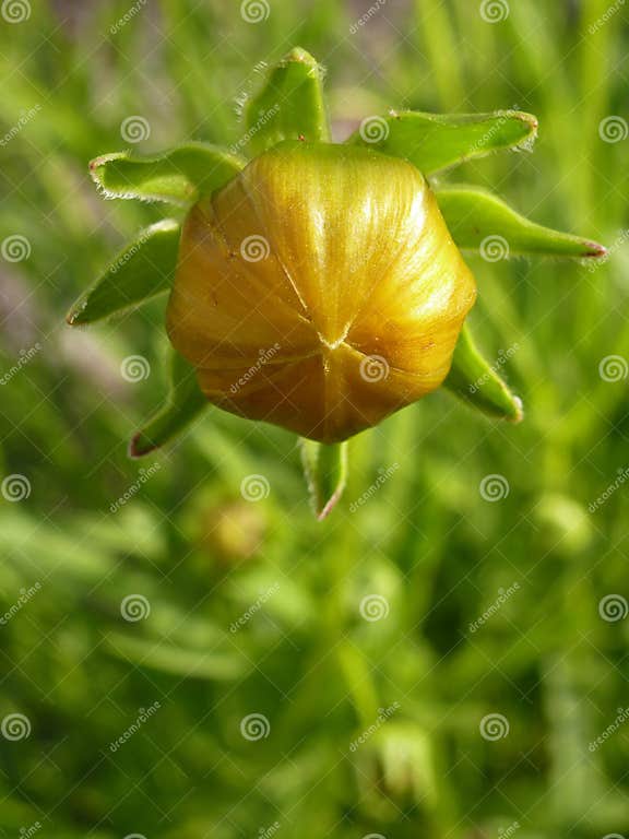Beautiful Bud stock image. Image of leaf, vibrant, fresh - 28505261