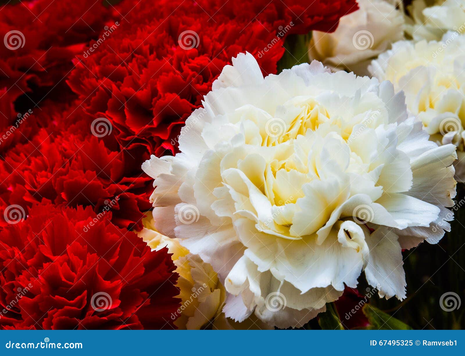 Beautiful Bud of a Carnation Stock Image - Image of beige, natural ...