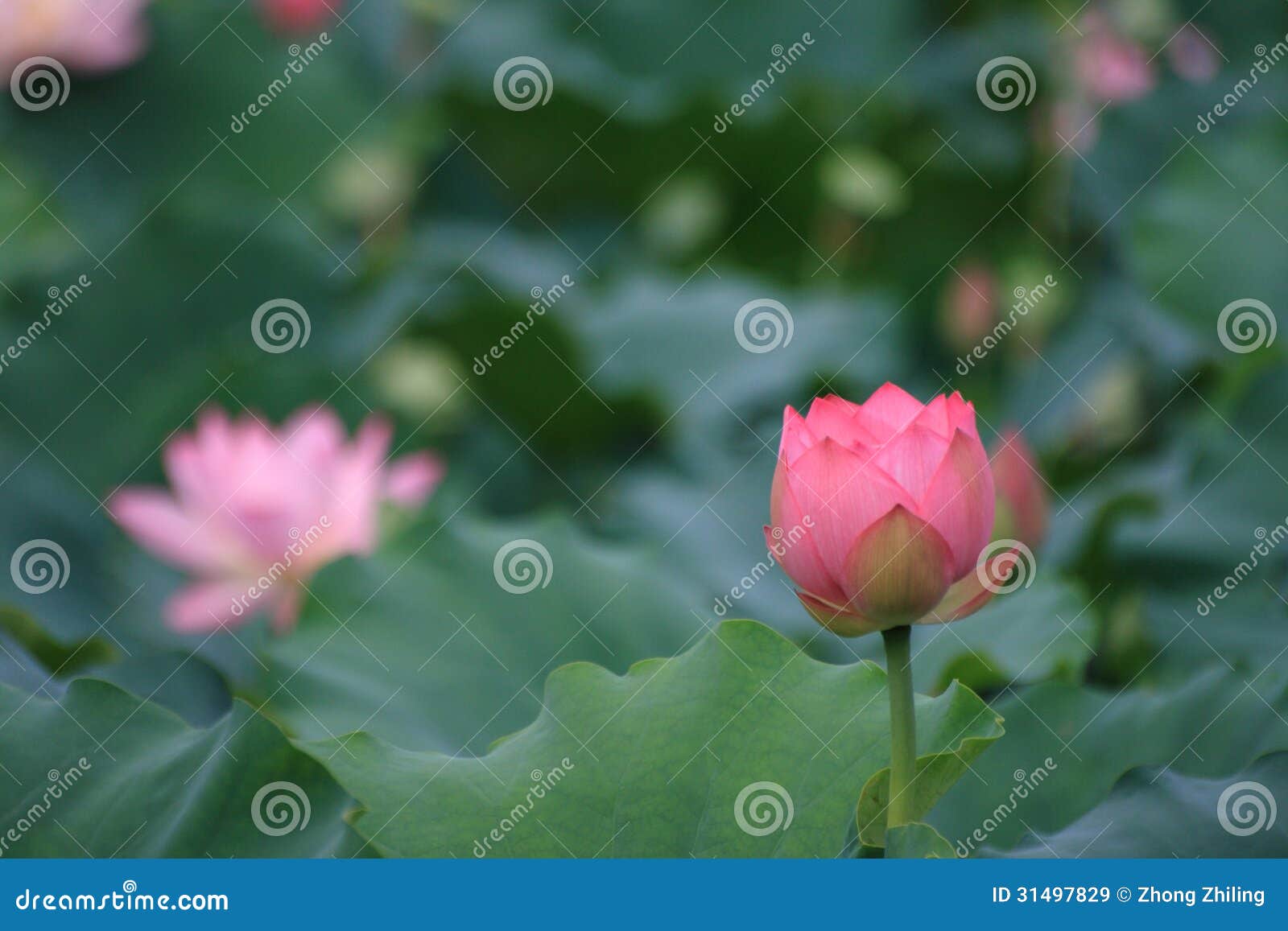 The beautiful bud lotus stock image. Image of leaf, pure - 31497829