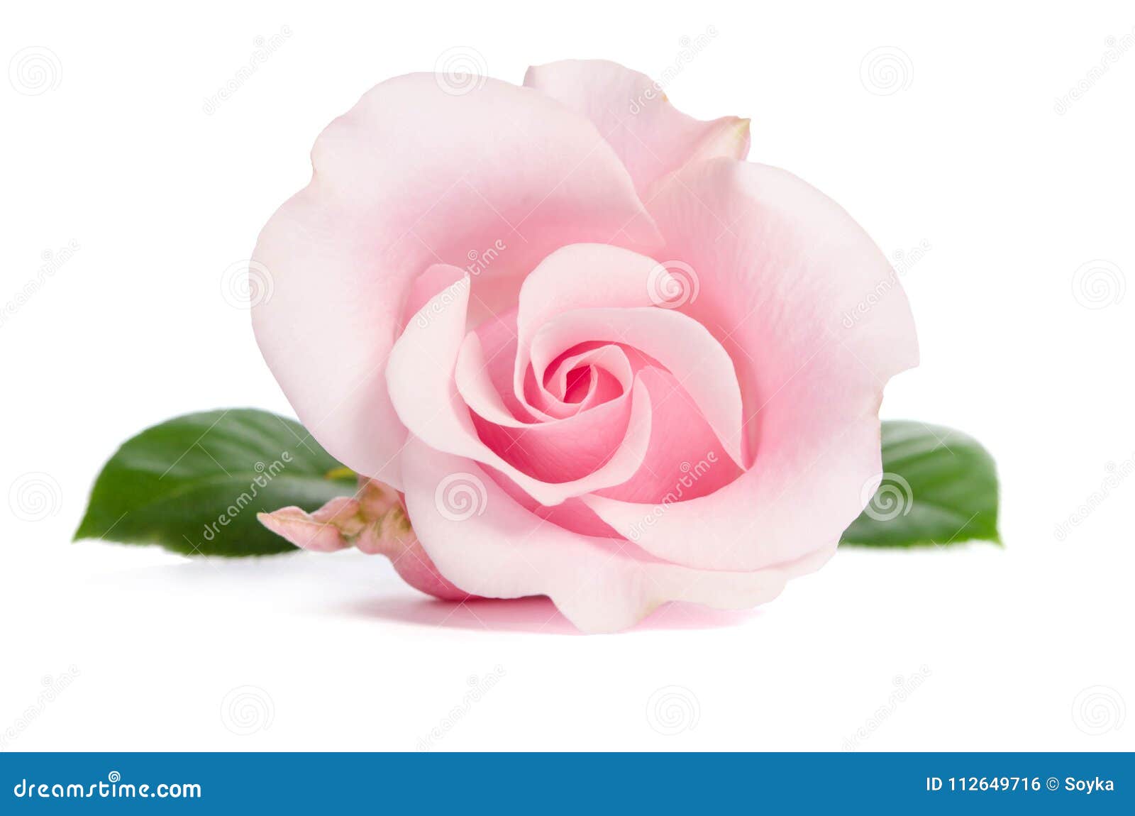 Beautiful Bud of Single Pink Rose Stock Photo - Image of design, front ...