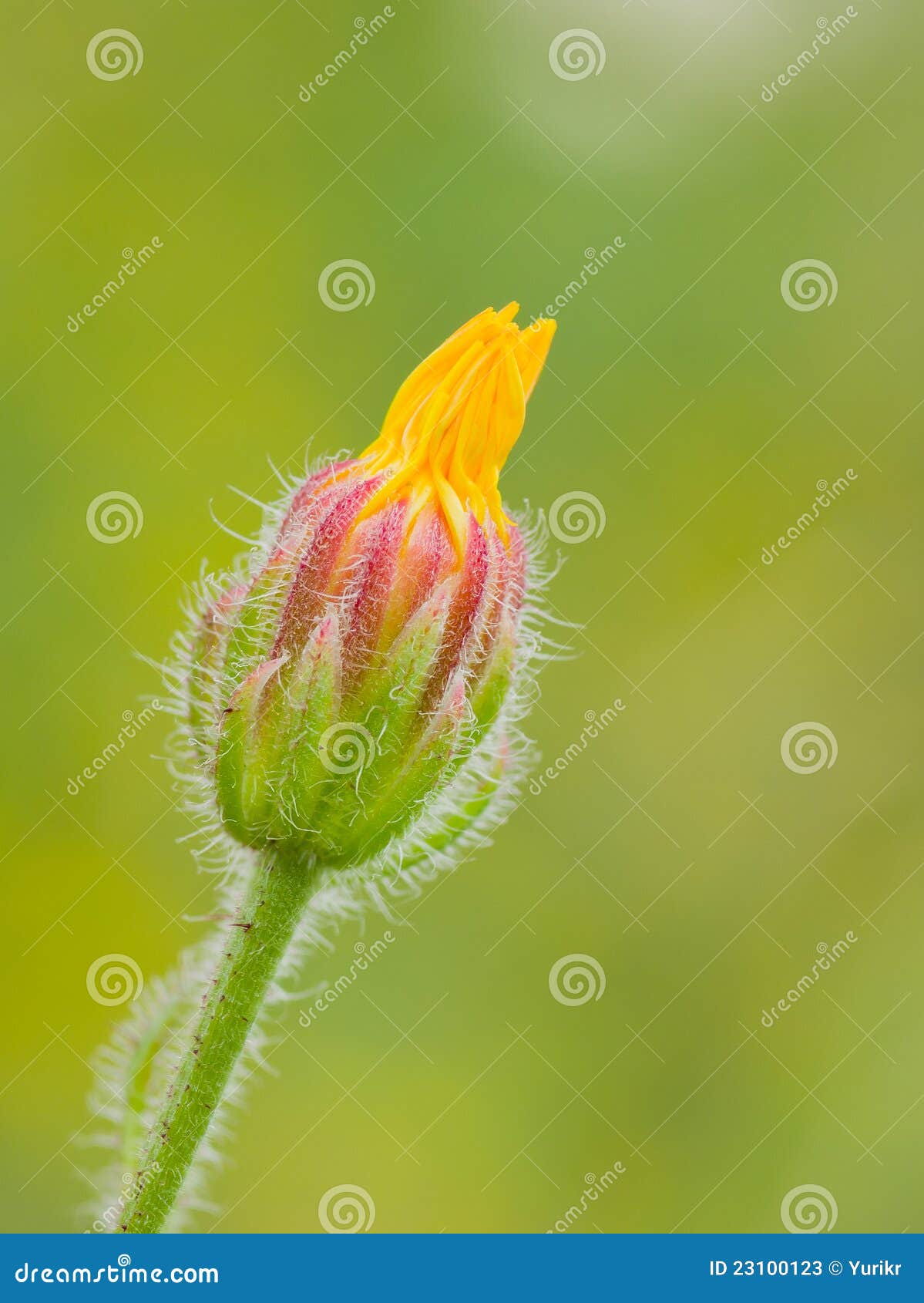 Beautiful Bud of Wild Flower Stock Image - Image of country, biology ...