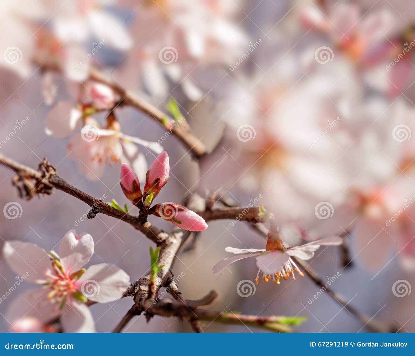 Beautiful budding - buds stock image. Image of pestle - 67291219