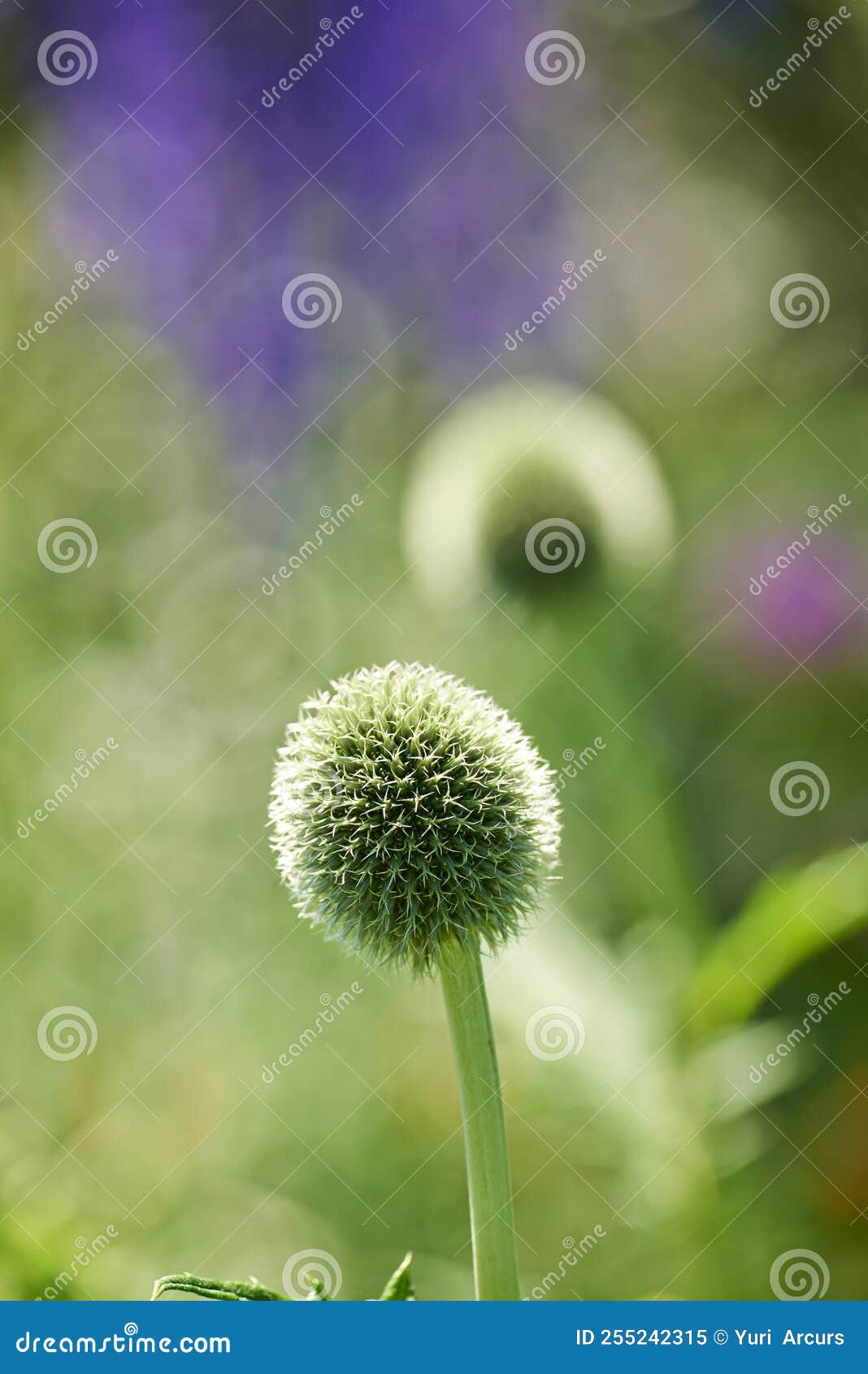 Beautiful Budding Flowers. Garden Flowers Growing Outside. Stock Image ...