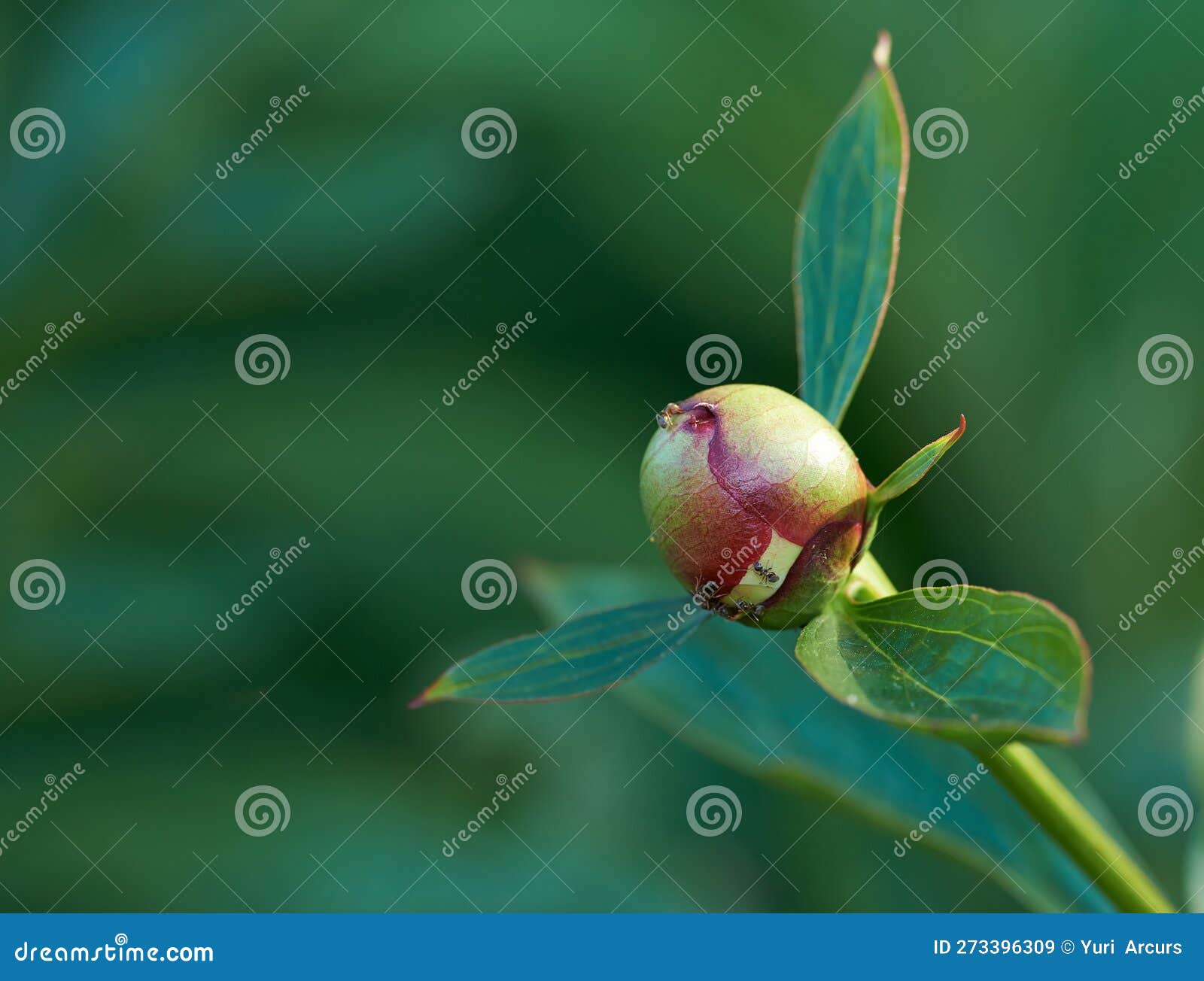 Beautiful Budding Flowers. Garden Flowers Growing Outside. Stock Image ...
