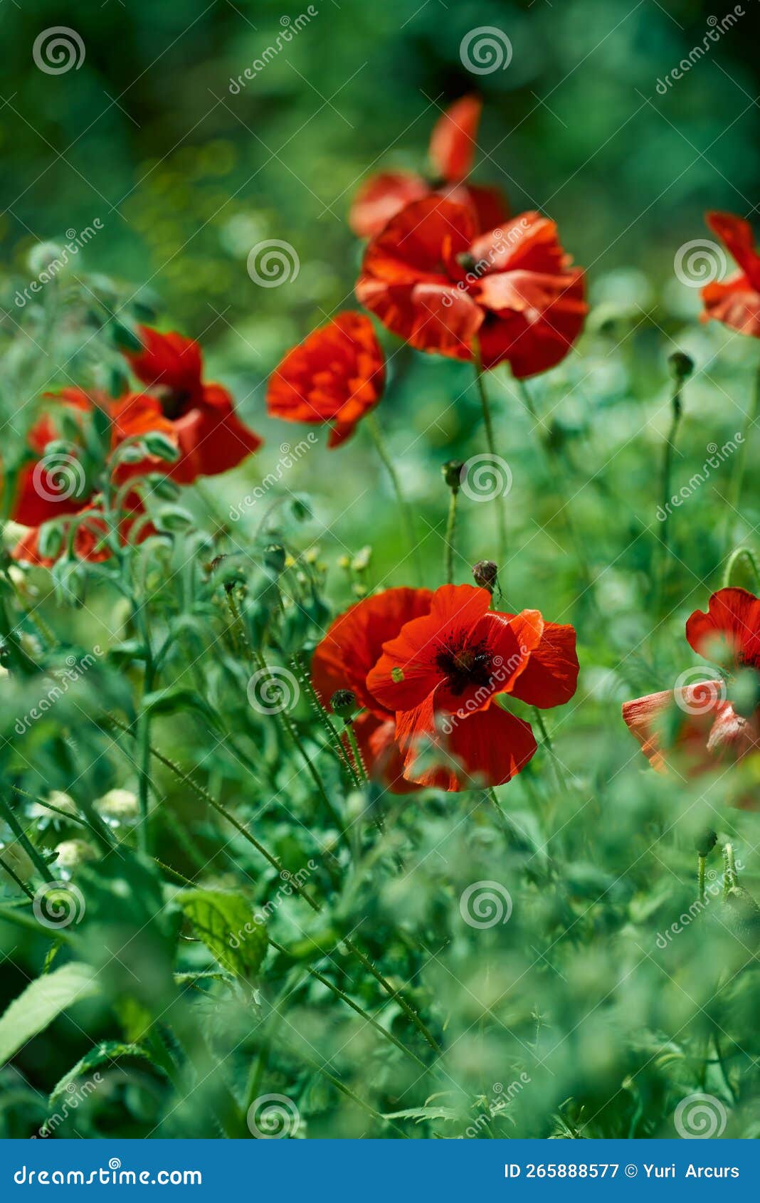 Grass Flowers Budding Backgrounds Stock Photos - Free & Royalty-Free ...