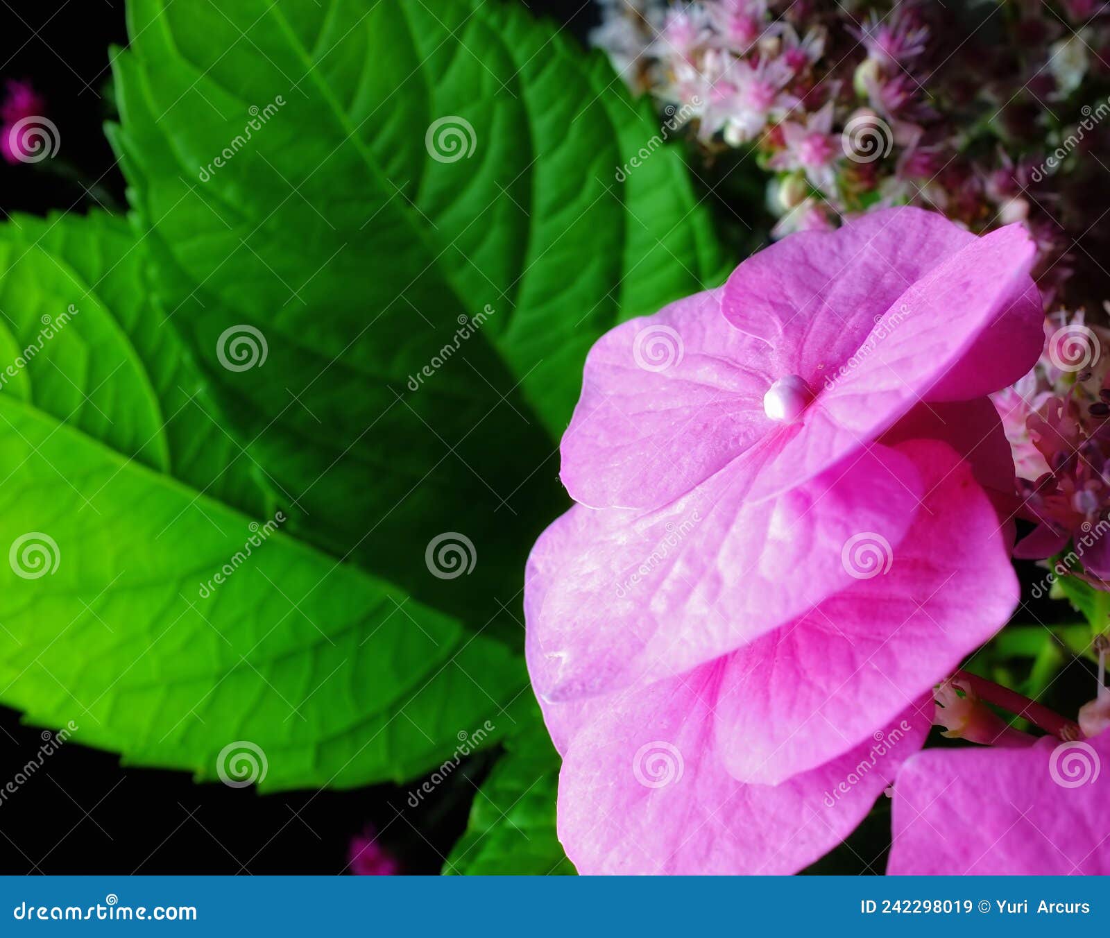 Beautiful Budding Flowers. Shot of Garden Flowers Growing Outside ...