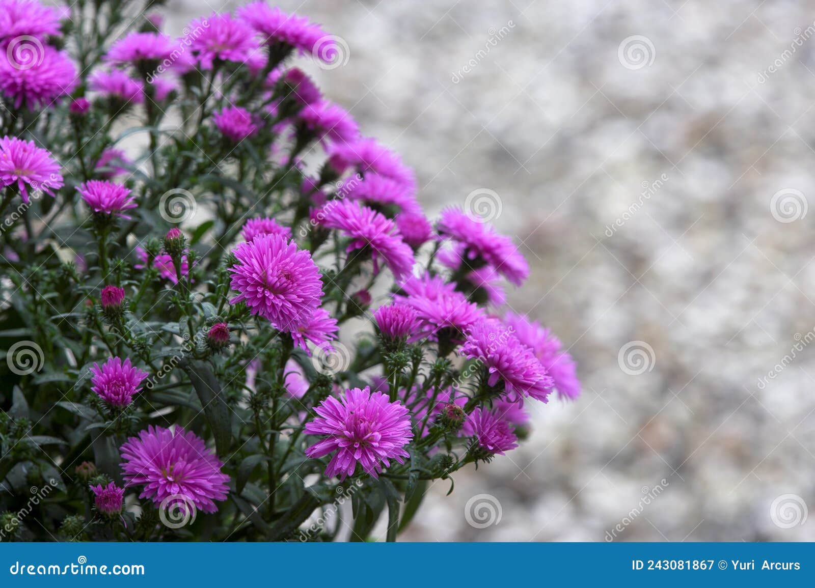 Beautiful Budding Flowers. Shot of Garden Flowers Growing Outside ...