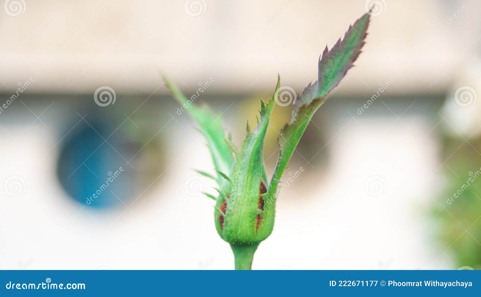 Beautiful Budding Coulorfull Roses Stock Photography | CartoonDealer ...