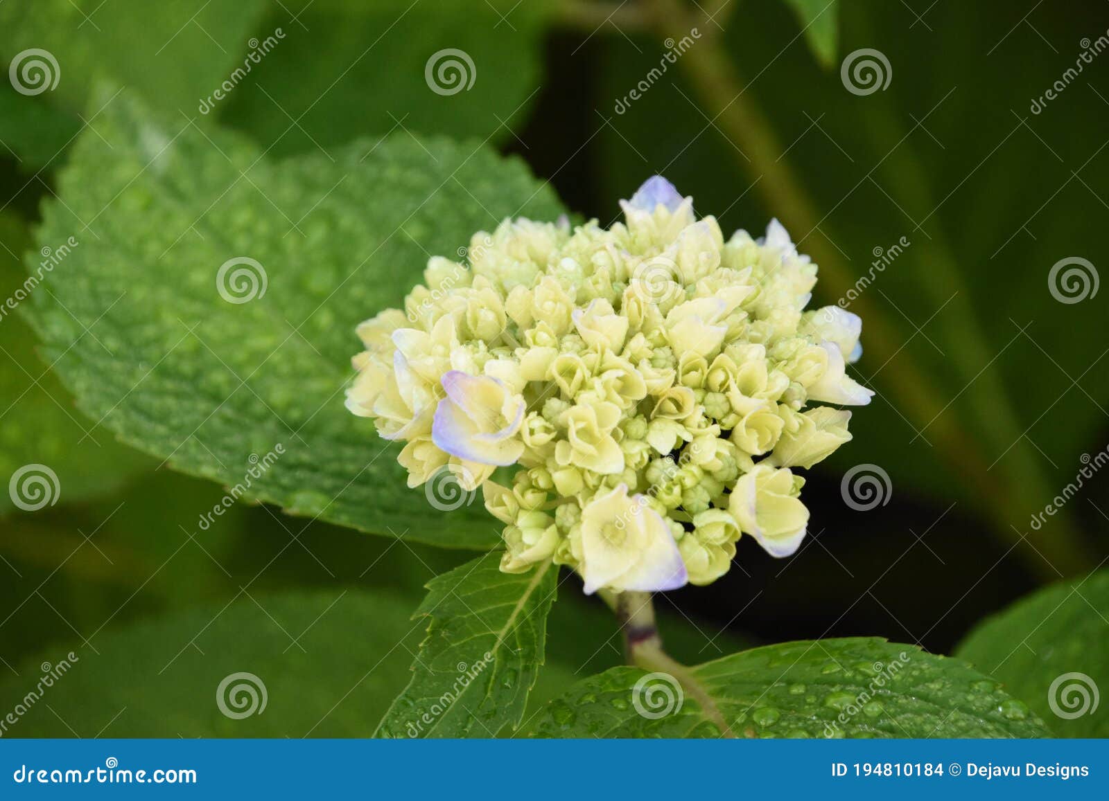 Beautiful Budding White Hydrangea Blossoms Flowering Stock Photo ...