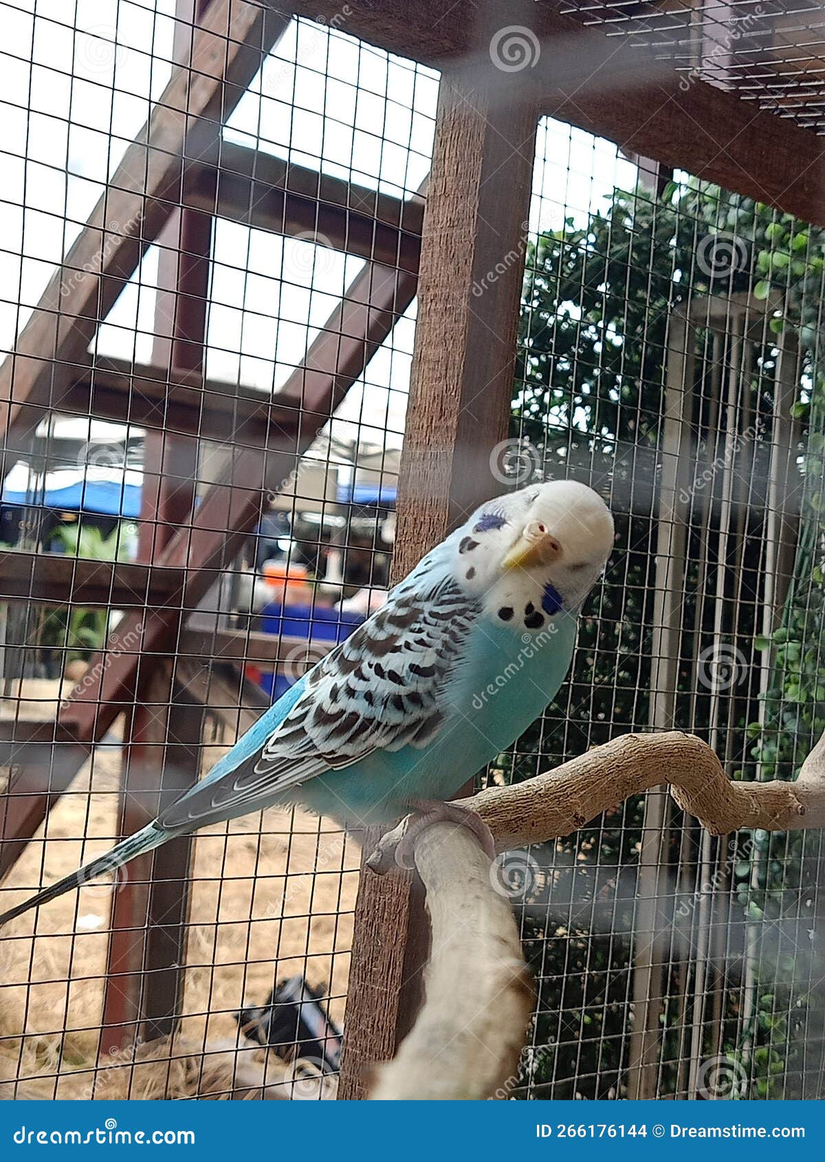A Beautiful Budgerigar Bird In A Cage. Royalty-Free Stock Photo ...