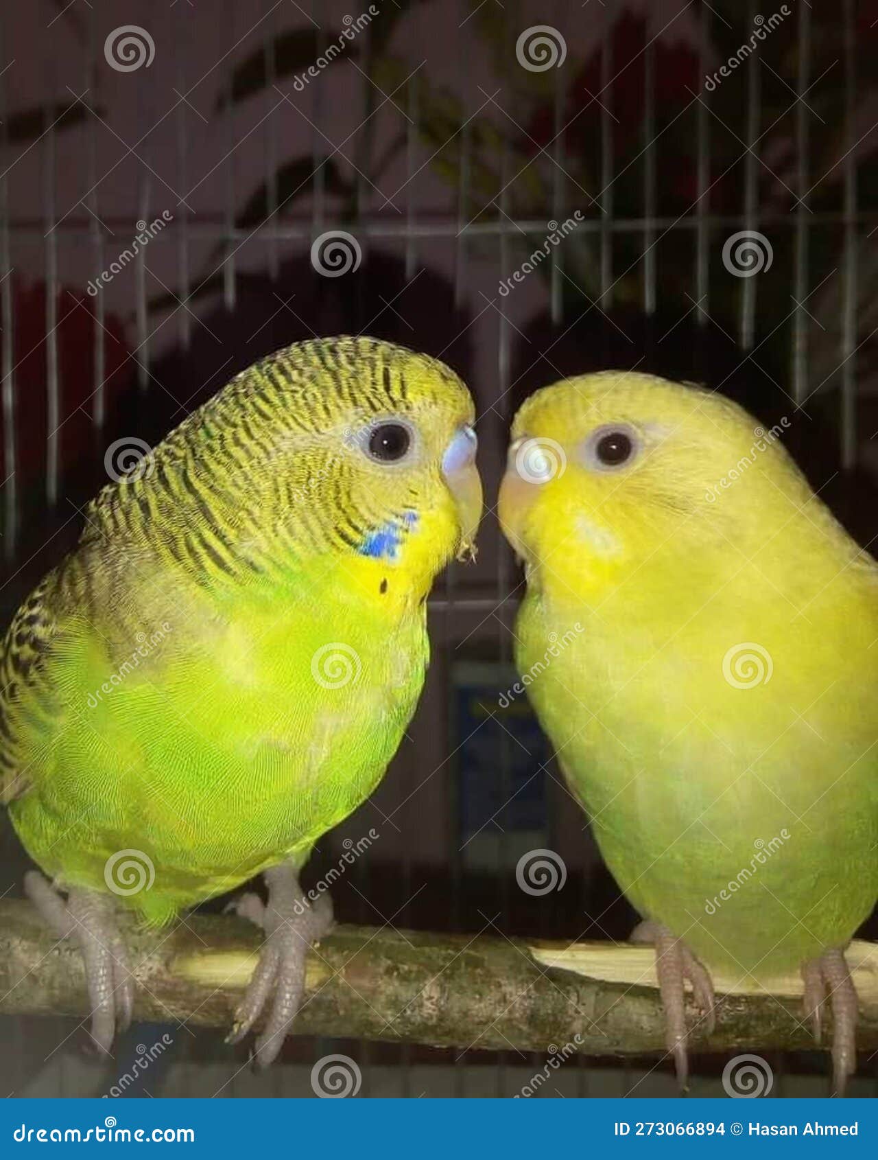 A Beautiful Budgerigar Bird In A Cage. Royalty-Free Stock Photo ...
