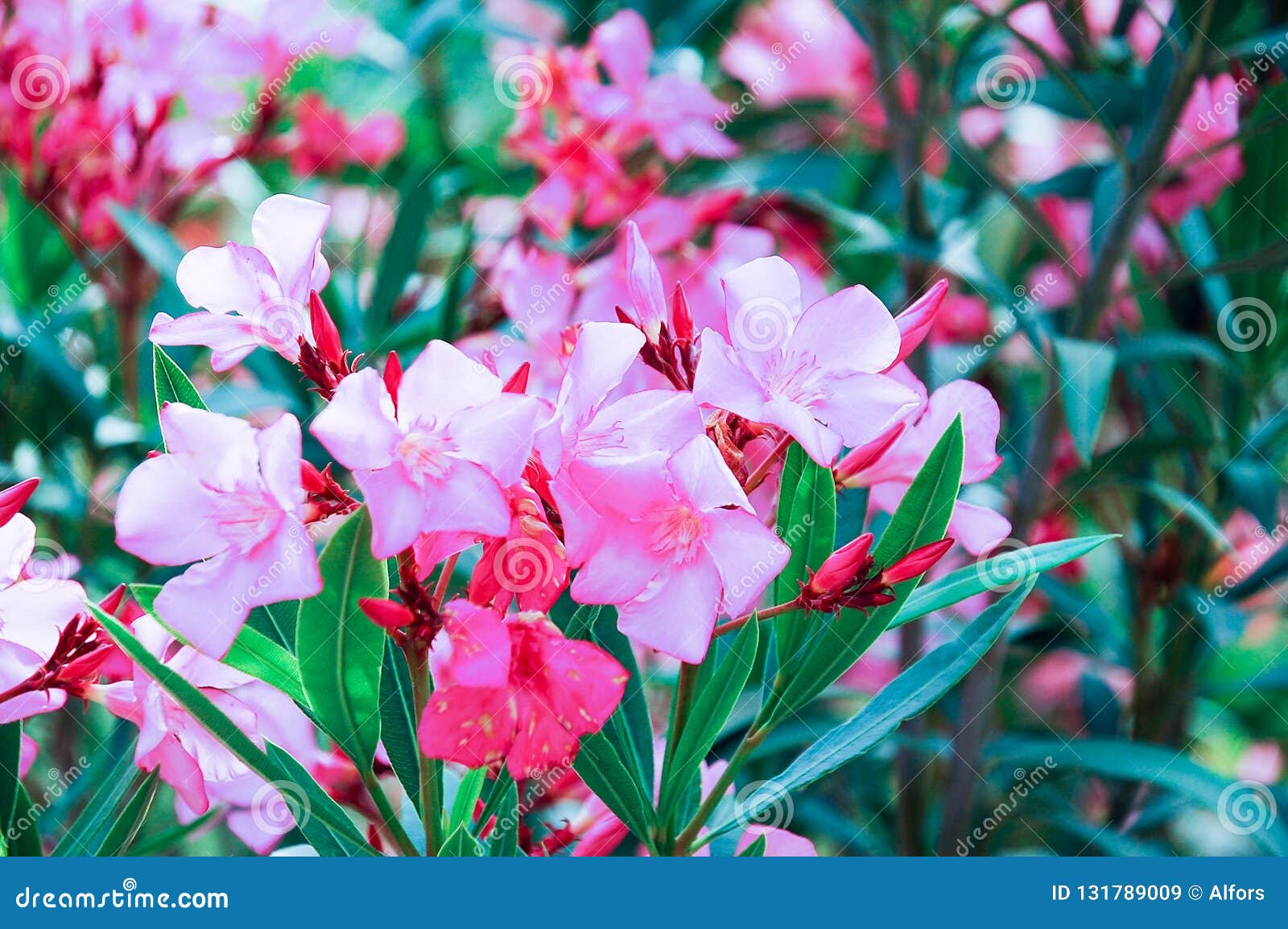 Bright Oleander Buds on a Branch. Stock Image - Image of green, flowers ...