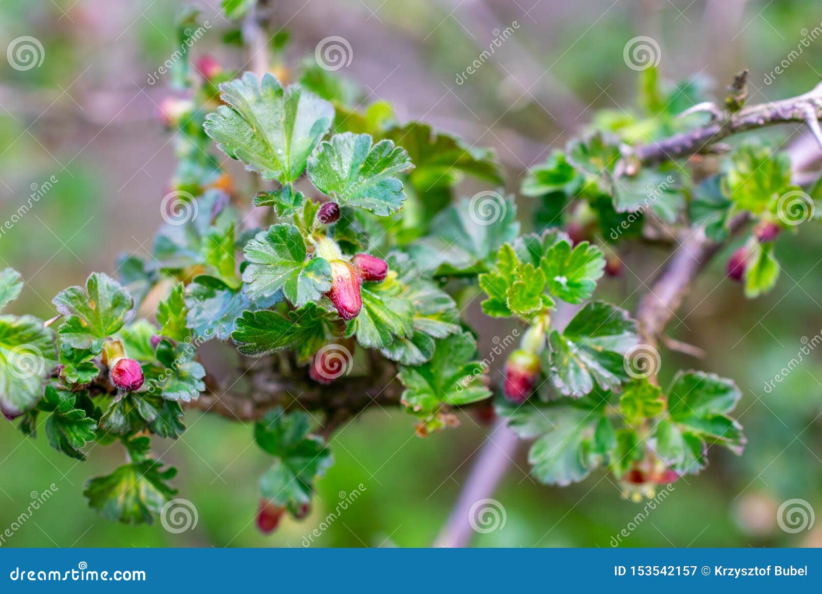 Beautiful Buds of Gooseberry Flowers Stock Image - Image of agriculture ...