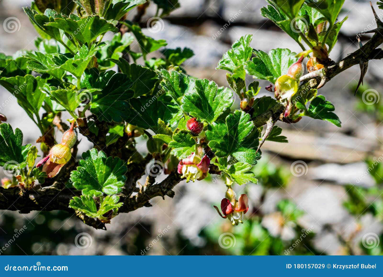 Beautiful Buds of Gooseberry Flowers Stock Image - Image of beauty ...