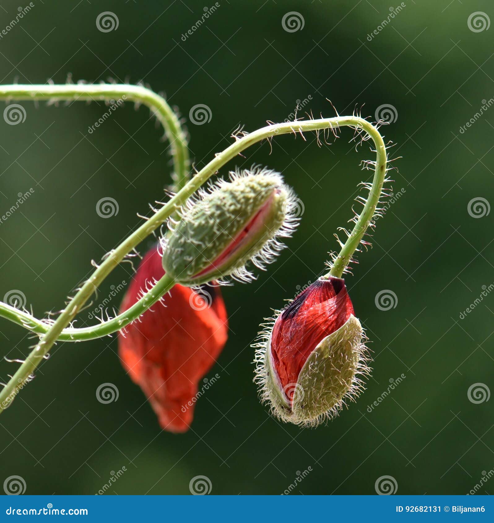Beautiful buds stock image. Image of poppies, focused - 92682131