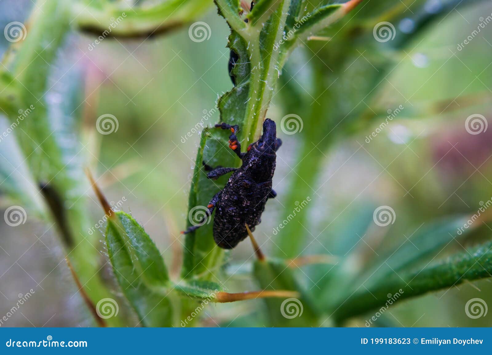 Bug from Bulgaria stock image. Image of close, animal - 199183623